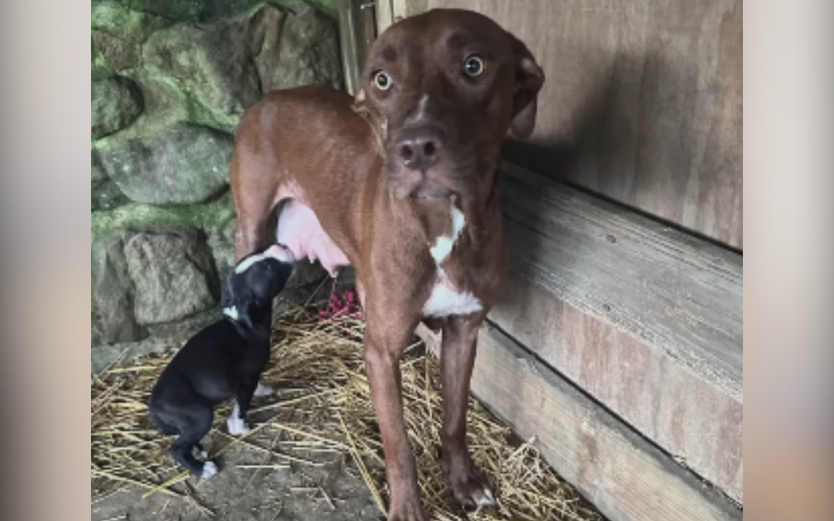 Neglected Mom Dog 'Gave Everything' So Puppies Could Live—Now It's Her ...