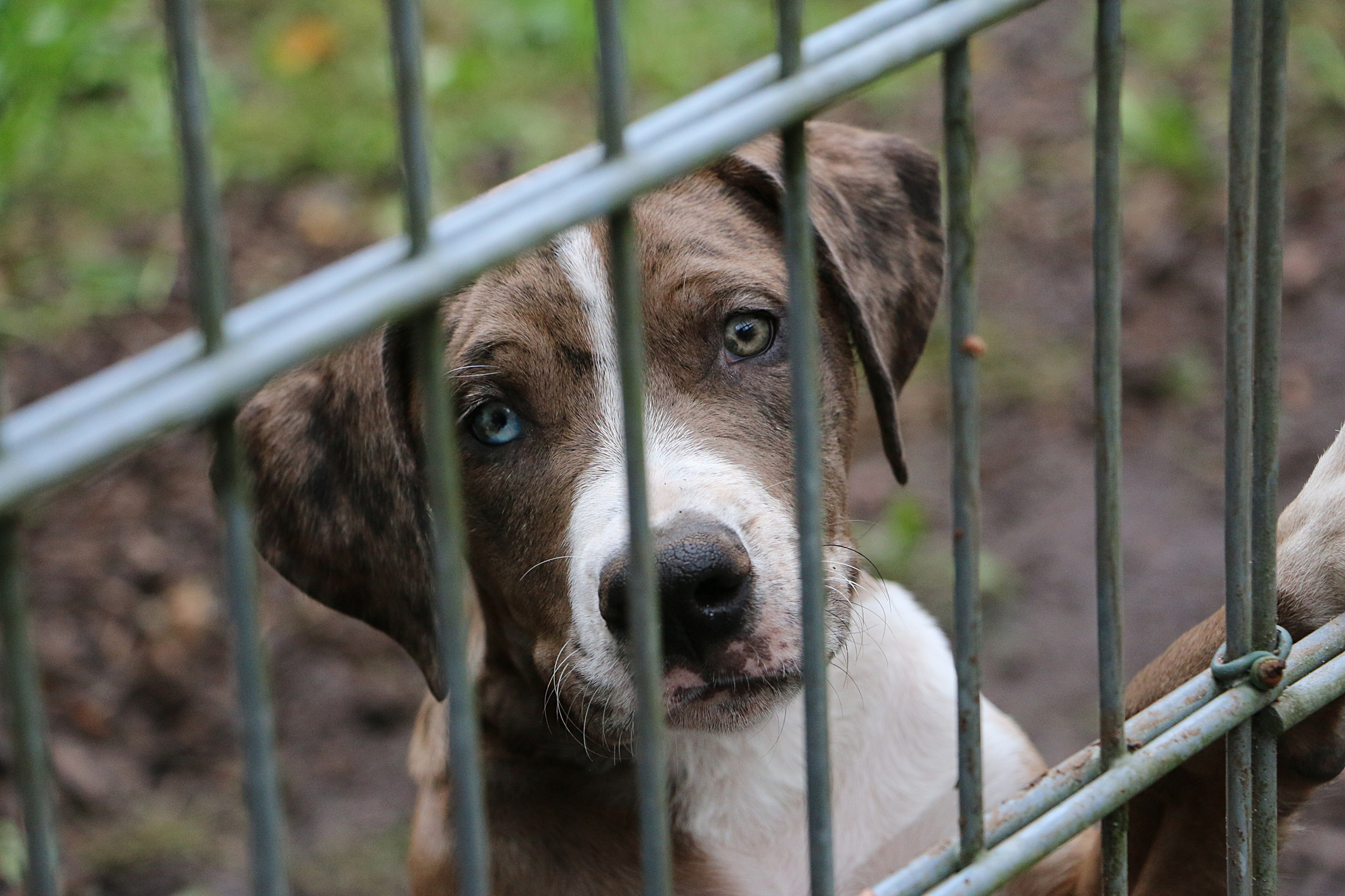 Dog Returned To Shelter With Brother—but More Heartbreak Was Yet To ...