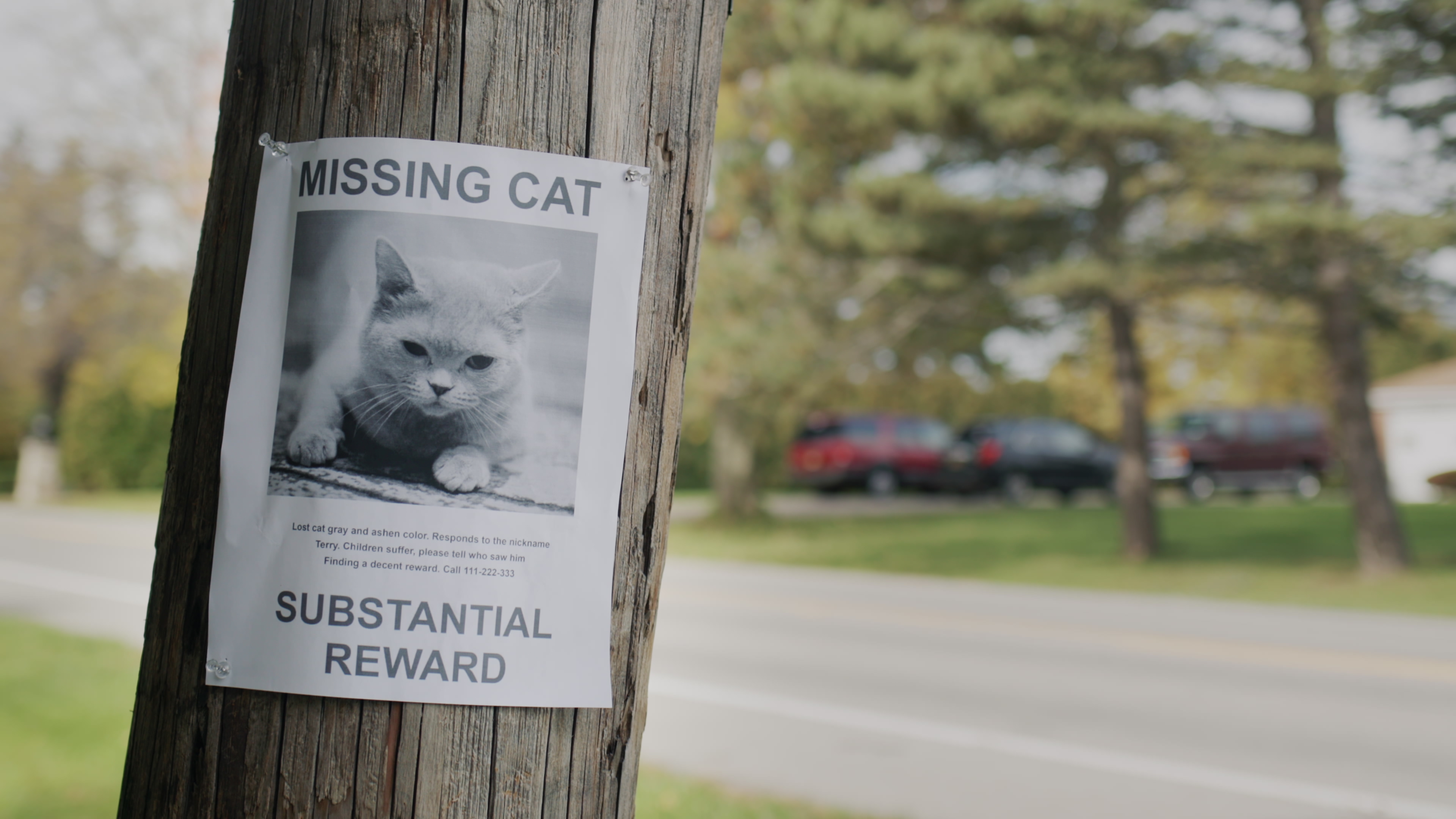 Cat Goes Missing for 5 Weeks—Then Owner Hears a Thump at the Door ...