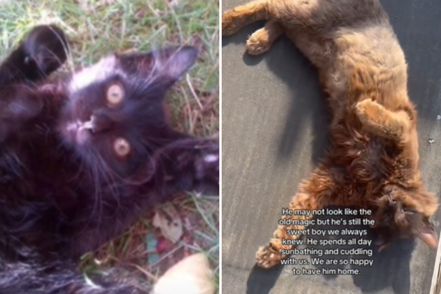 Cat Goes Missing—10 Years Later, Family Discovers Where He Was Trapped ...