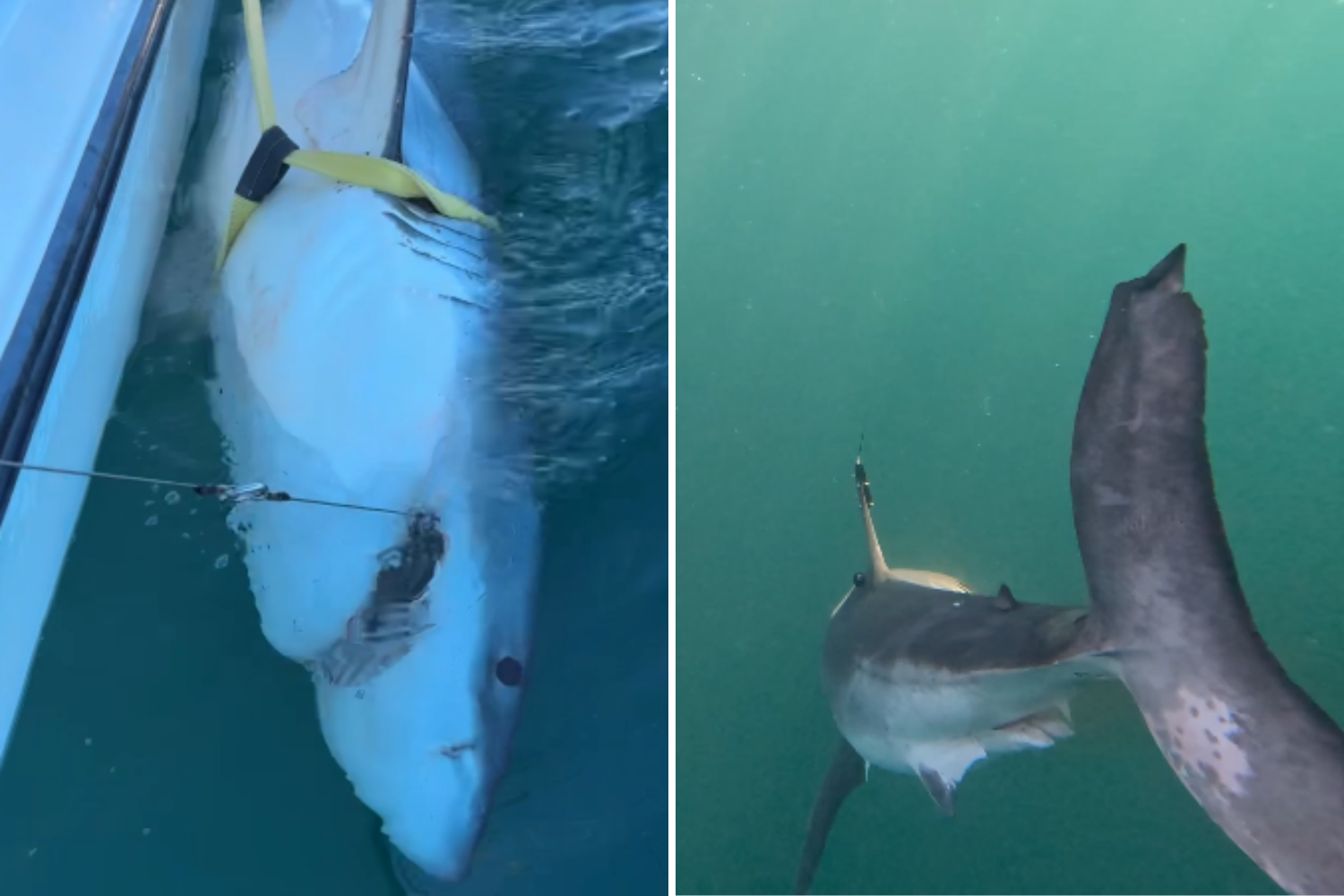 11ft Great White Shark Just Spotted off Long Island Coast As Summer ...