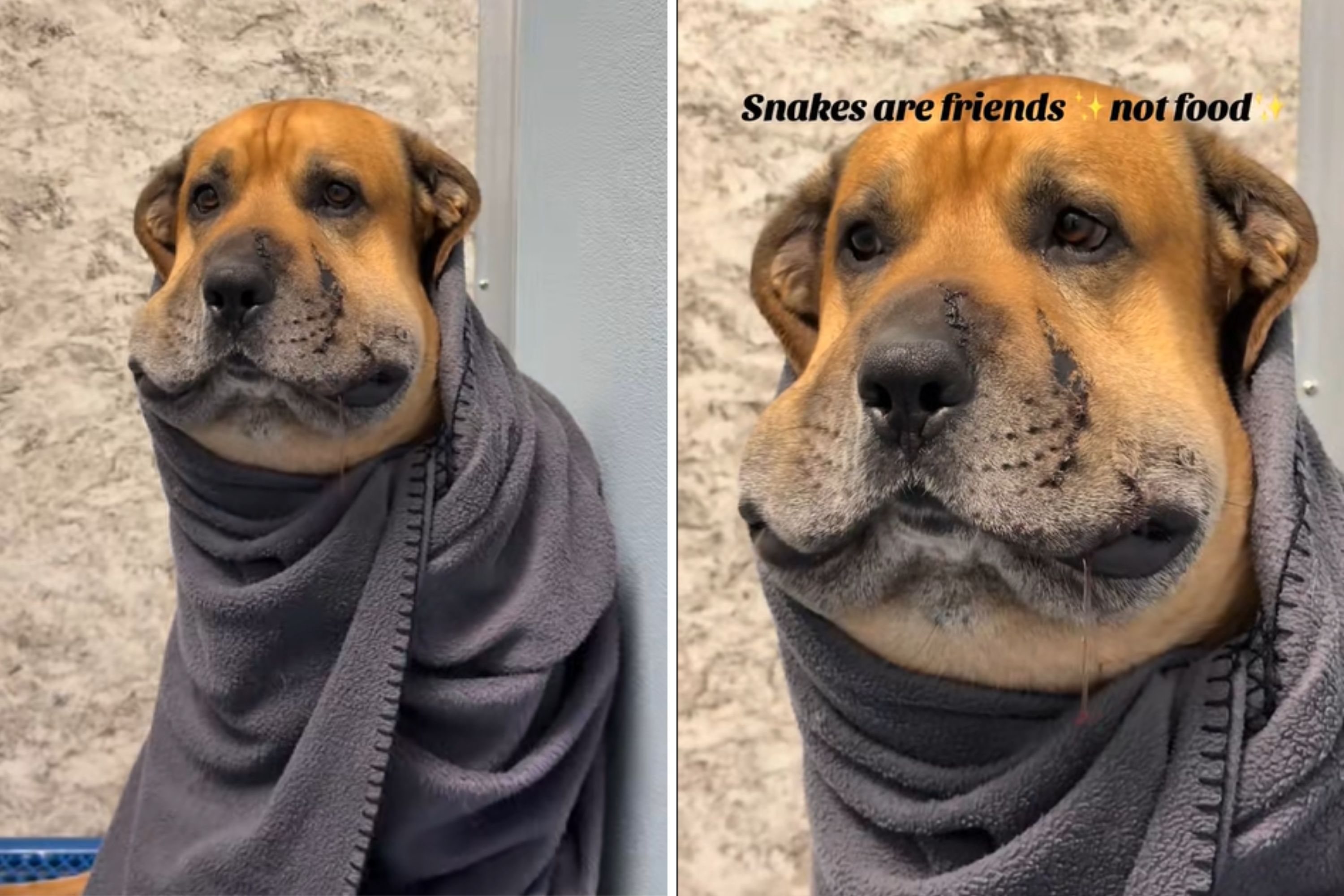Dog Learns the Hard Way That Snakes Are 'Friends Not Food' - Newsweek