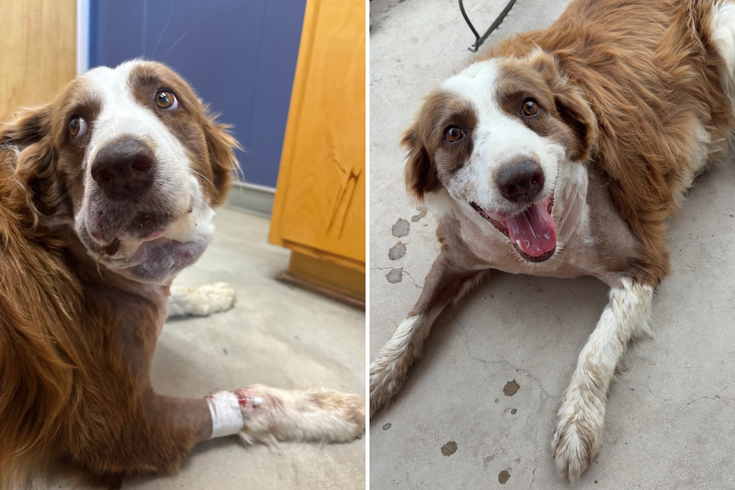 Woman Screams As Snake Attacks—Dog Jumps In and Takes the Venom for Her ...