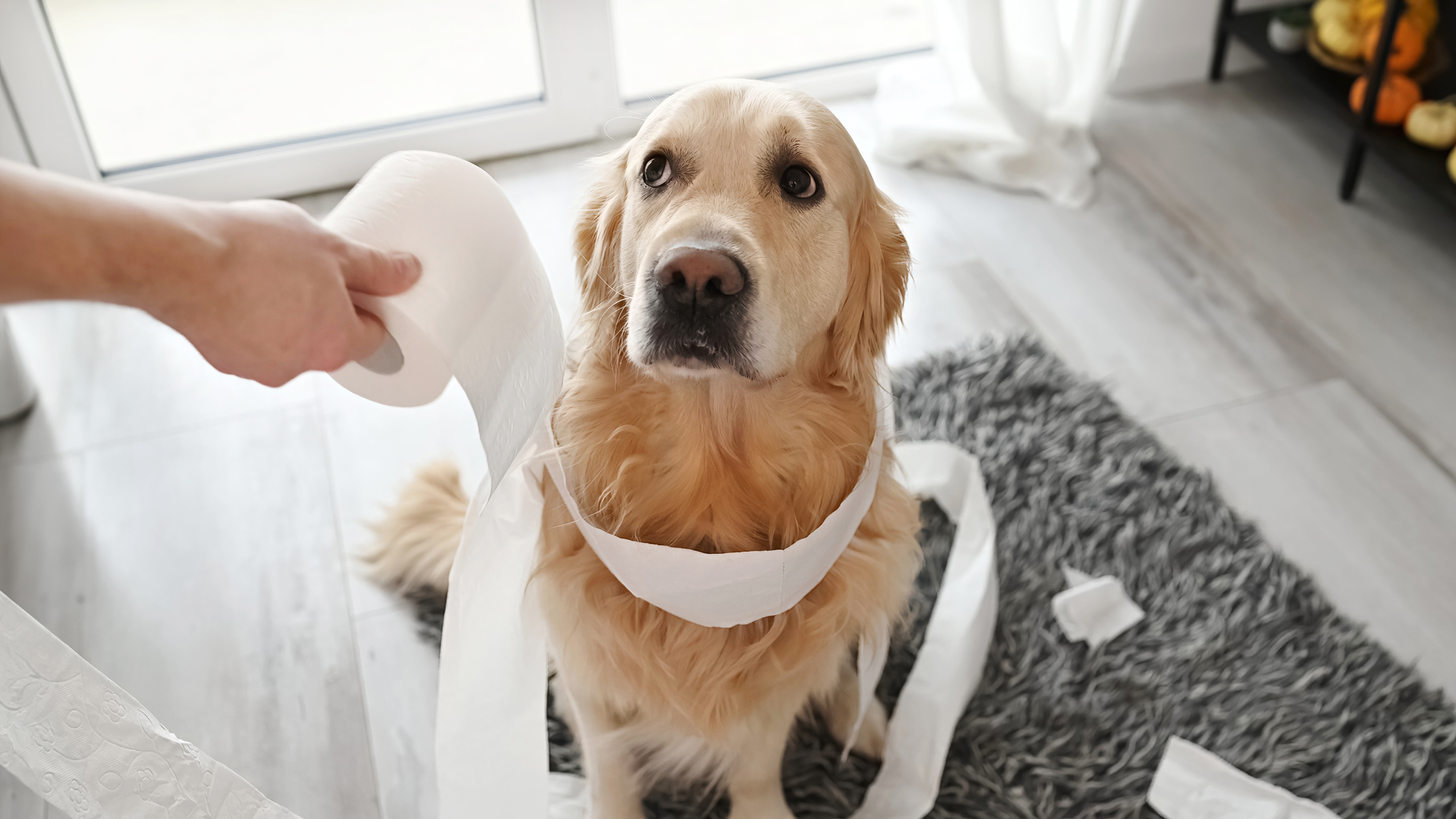 Golden Retriever Can't Hide That He Has Stolen Something, Internet ...