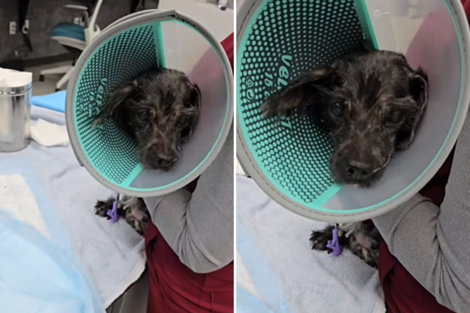 Cops Called To Handle Dog Dead 'For Days,' Not Prepared for What They ...
