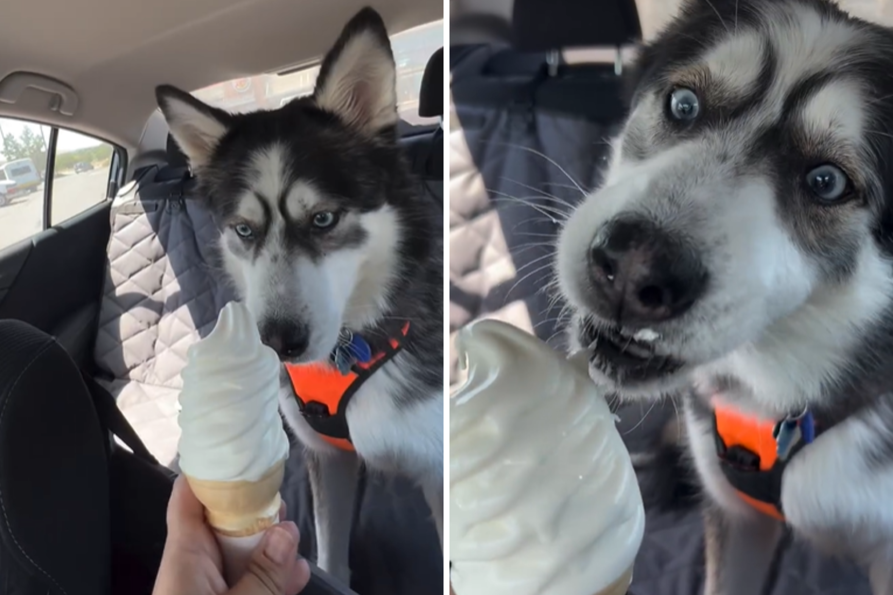 Cute Dogs Eating Ice Cream 11+ Thousand Dog Eating Ice Cream