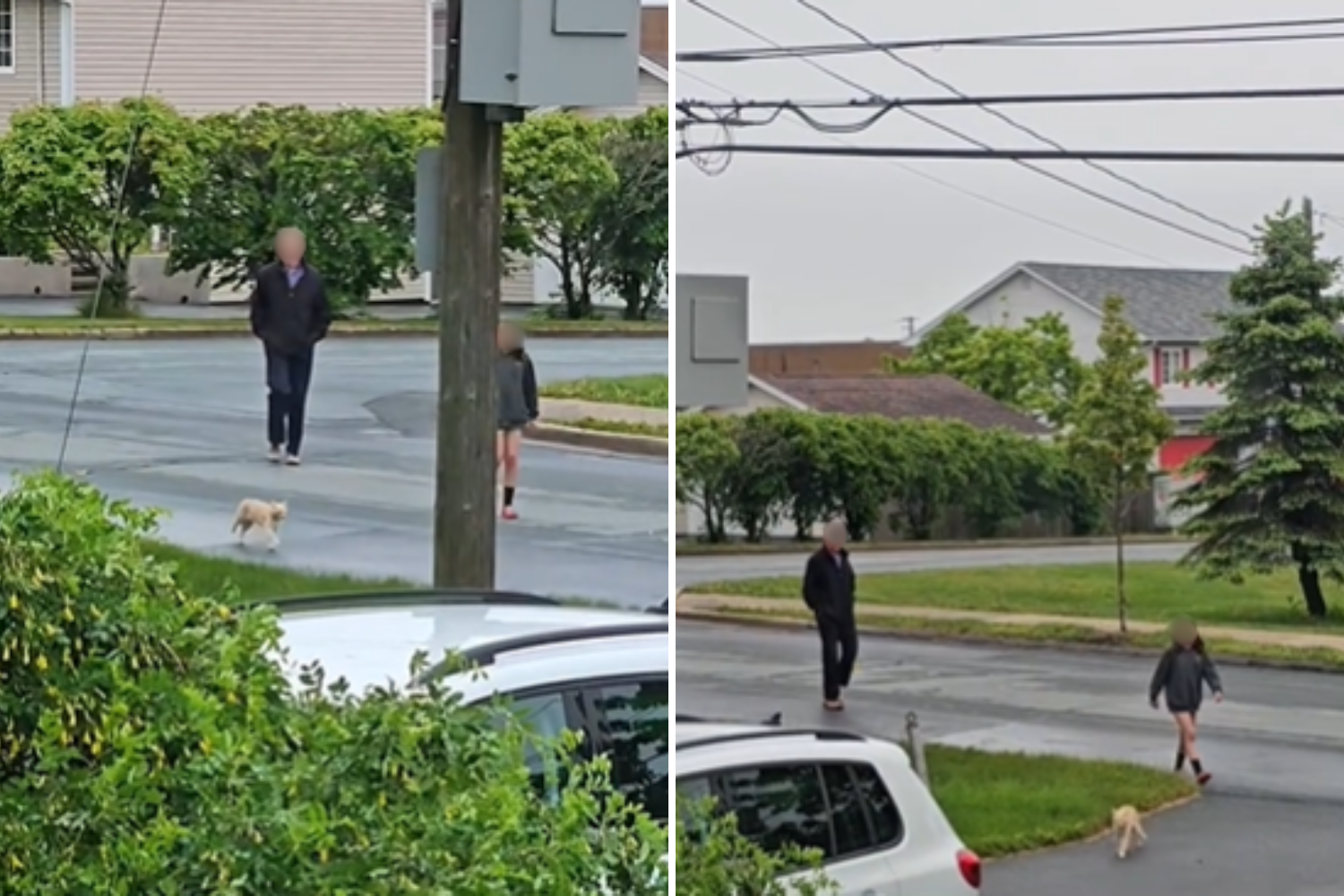 Cat Follows Kids to School—What the Principal Does Next Is Perfect ...