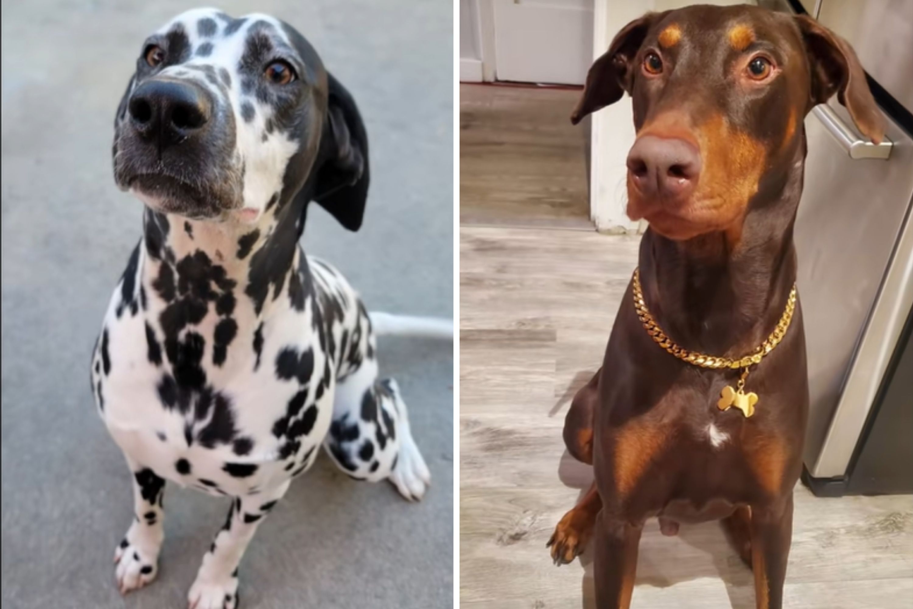 Dalmatian Mix Puppy