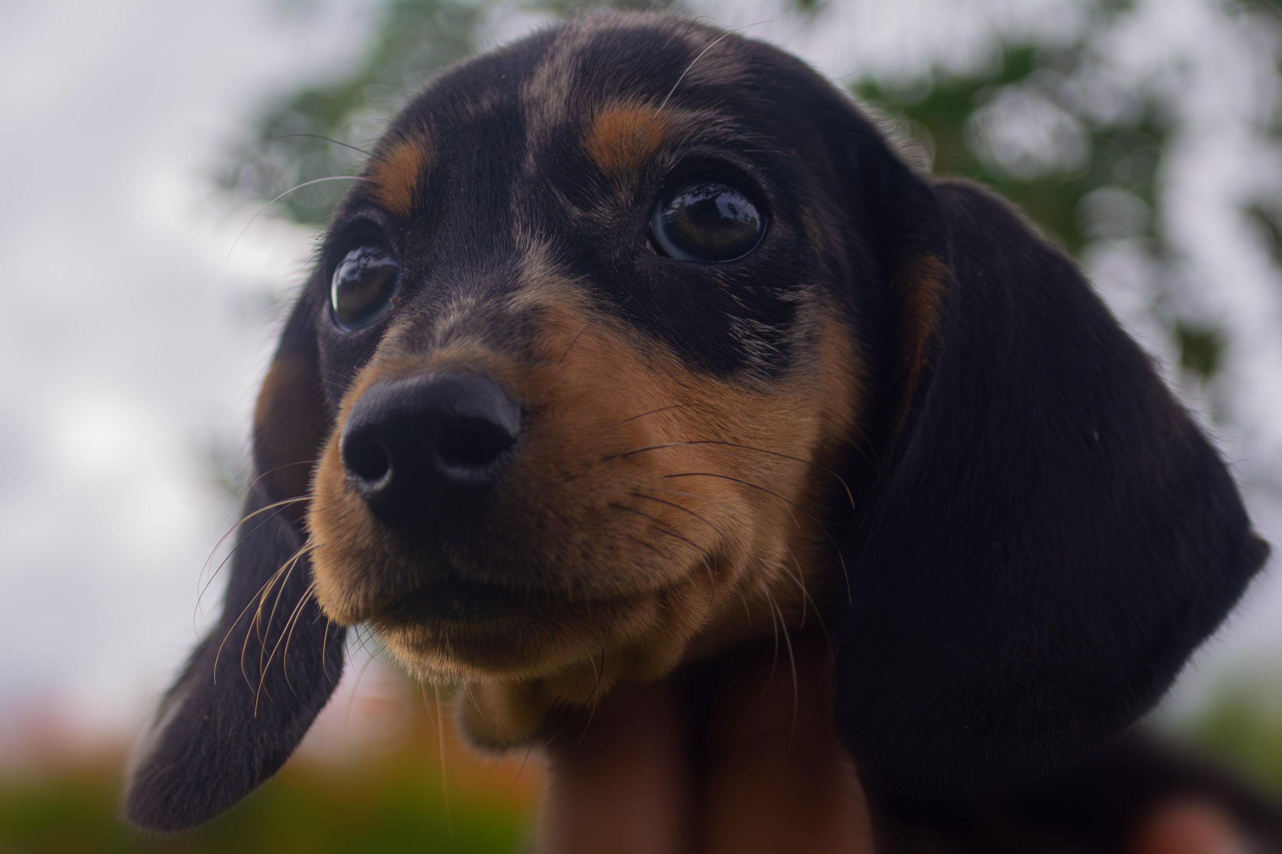 Puppy Gets Ready for Cycling Adventure With Owner, Viewers Obsessed ...