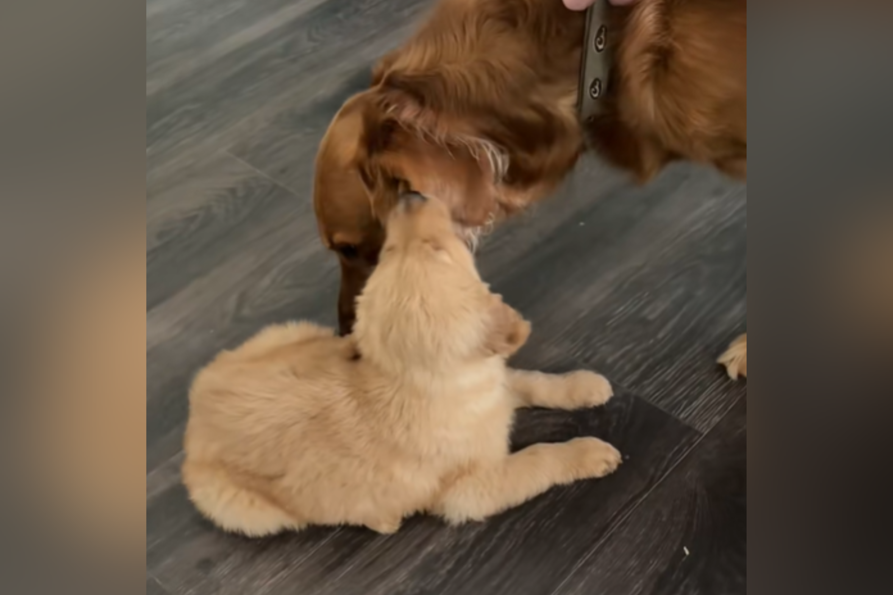 Golden Retriever Meets Little Brother for First Time—Viewers Can't Cope - Newsweek