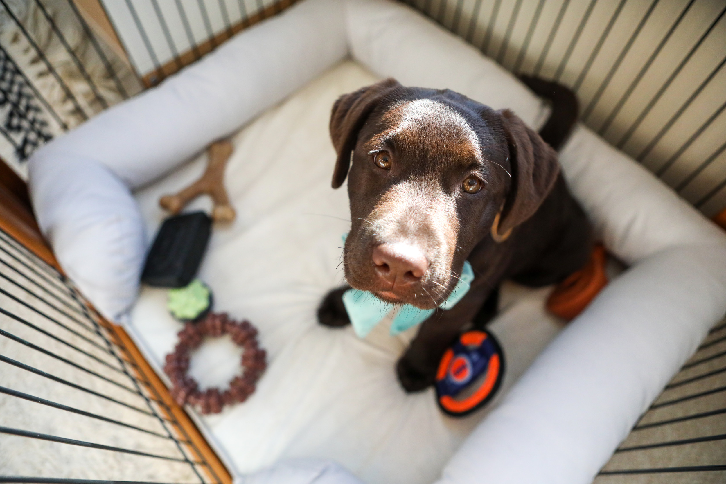 Labrador Gets Soft Crate, Owners Instantly Regret Their 'Good Idea ...