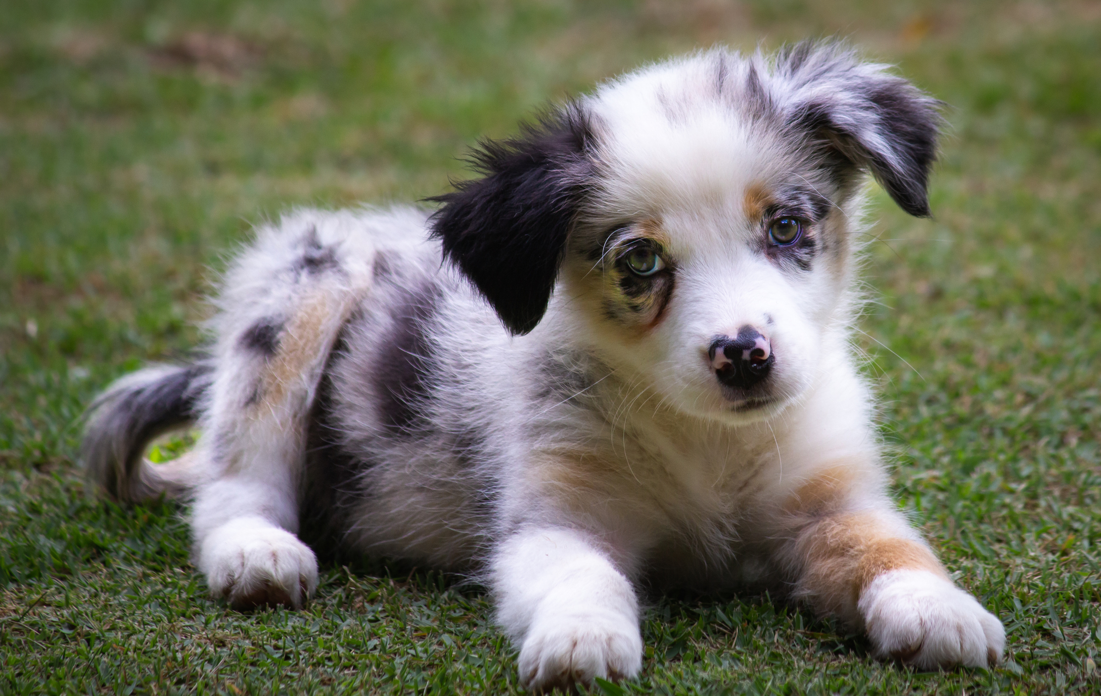 Dog Owner Spots 'Crack' in New Puppy's Eye, Internet Stunned at Reason ...