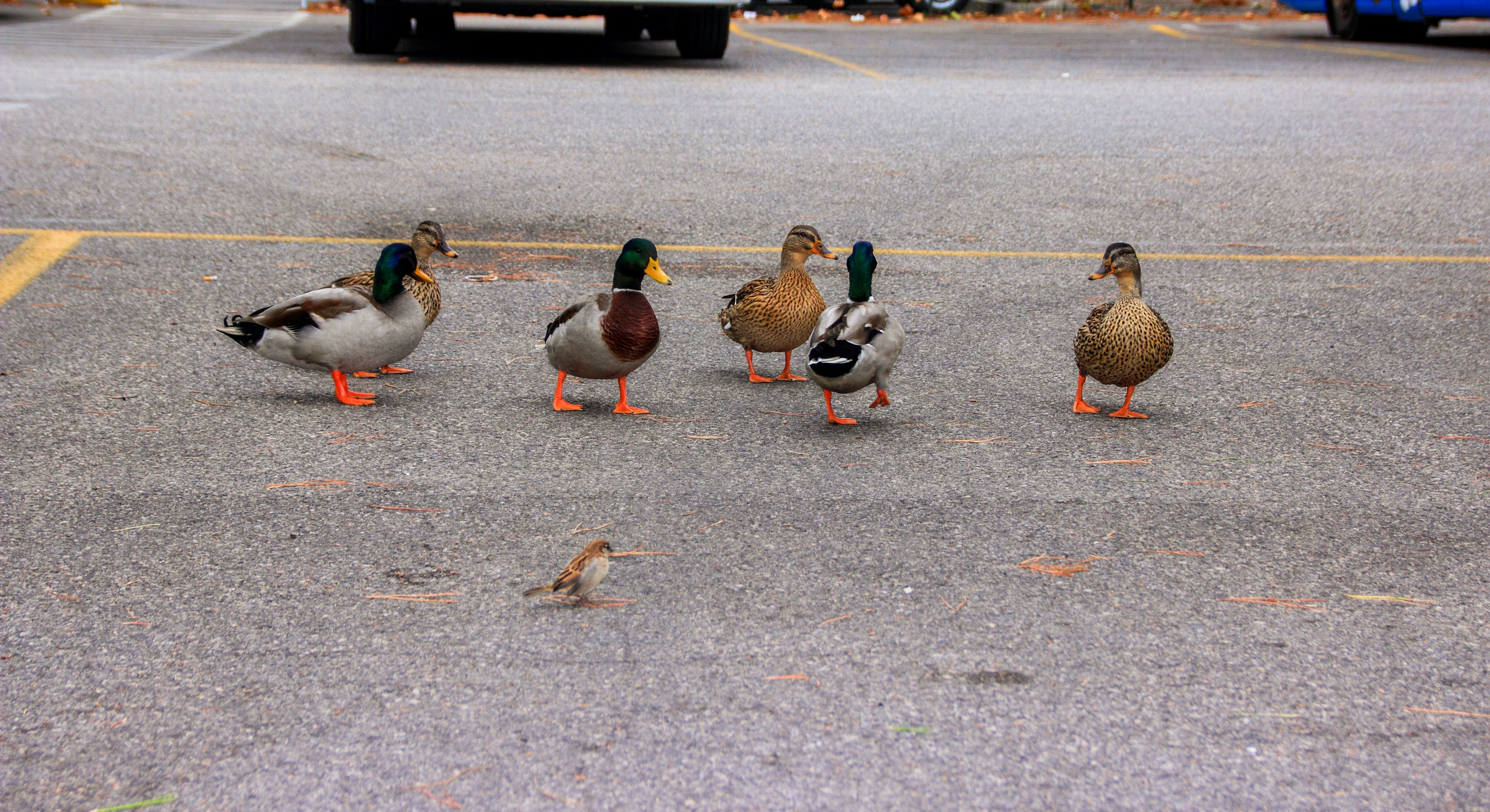 Man Feeds Ducks at Work, He Can't Believe What Happens Next - Newsweek