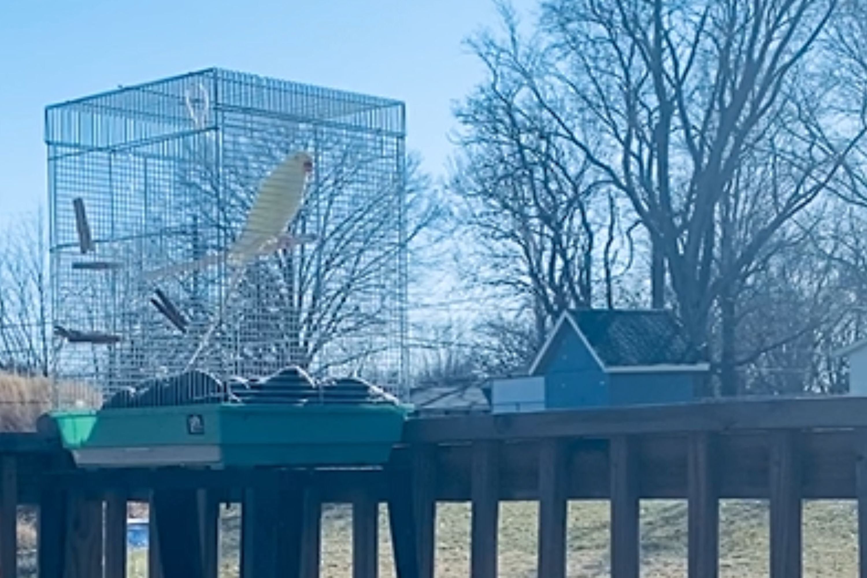 Talking Bird Obsessed With Quoting Scripture Wins Pet of the Week ...