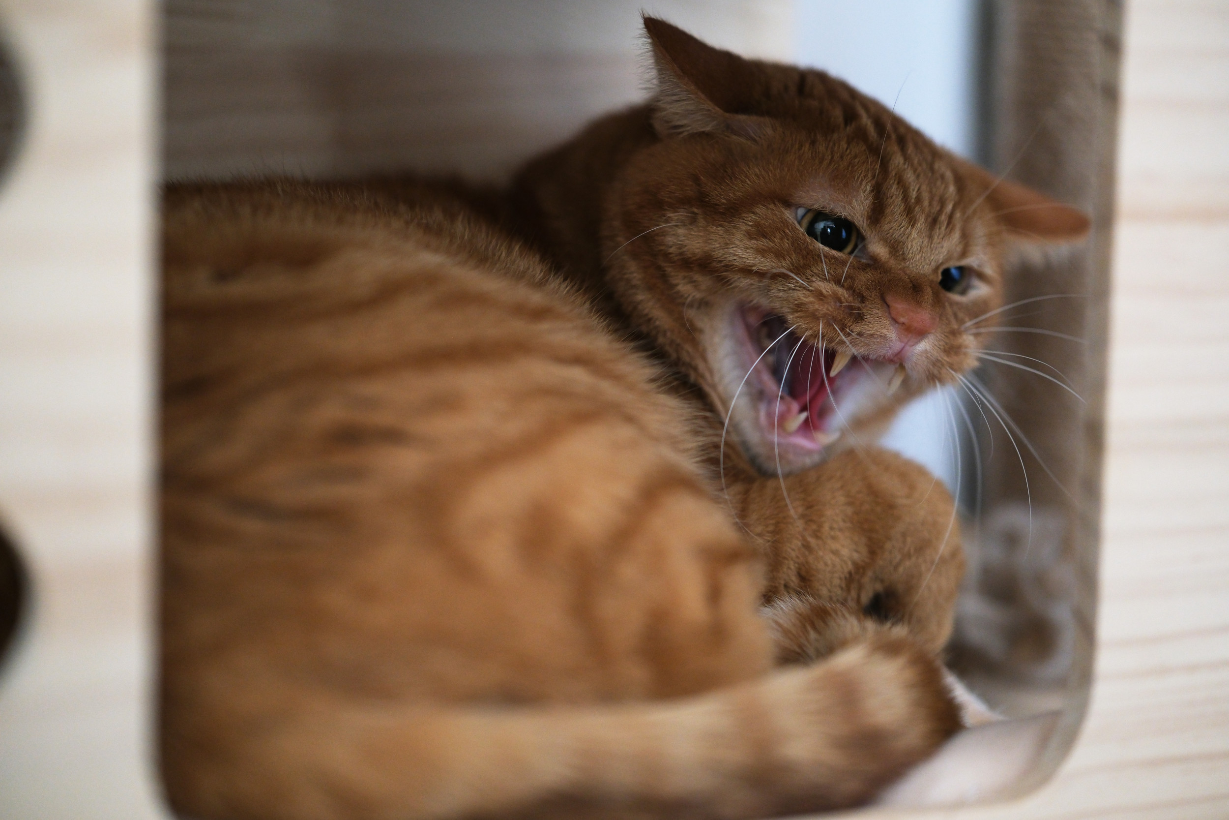'Angry' Cat Won't Let Owners Come Near Him, the Reason Goes Viral ...