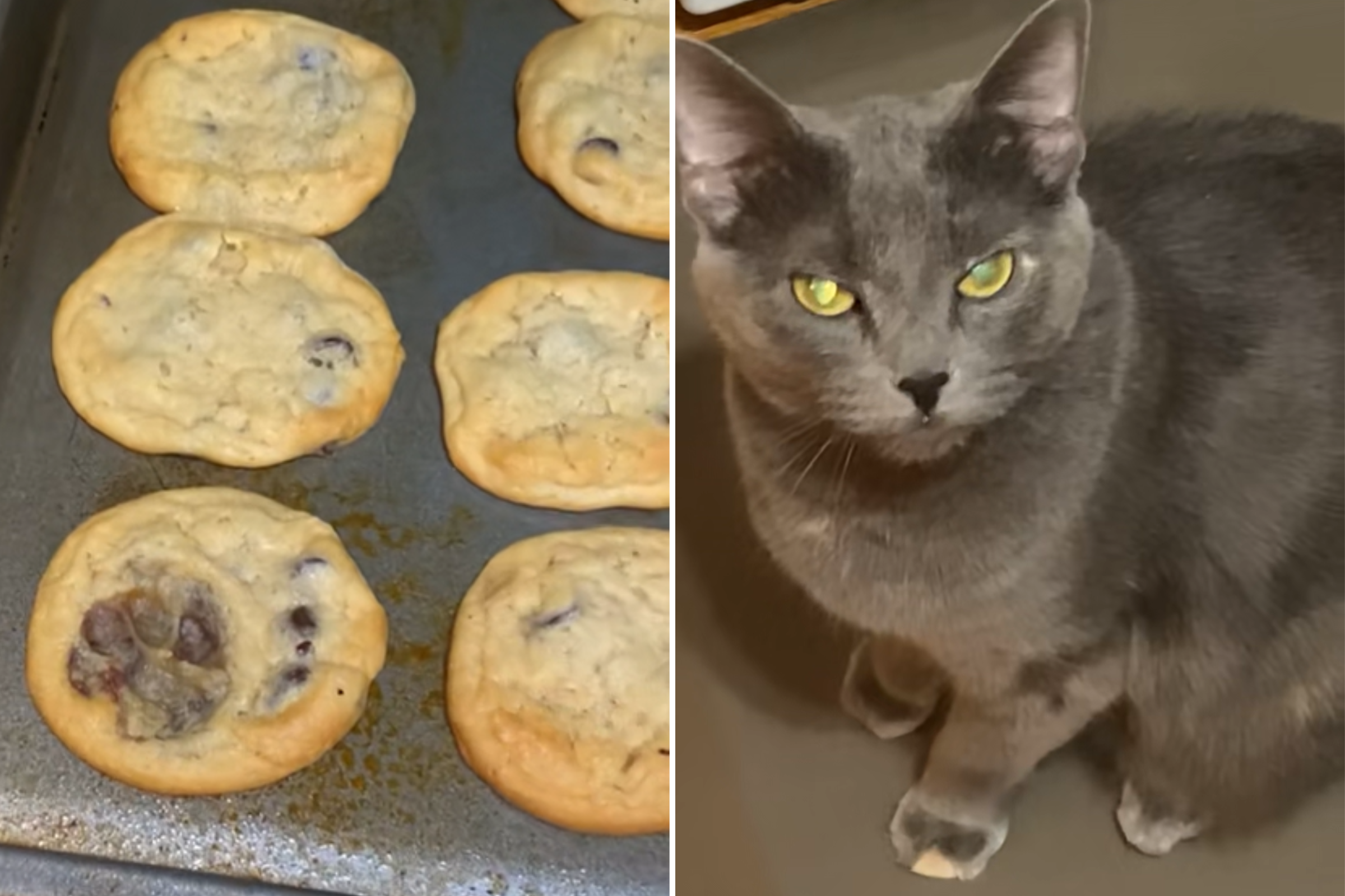 Cat Owner Bakes Chocolate Chip Cookies, but There's an Obvious Problem ...