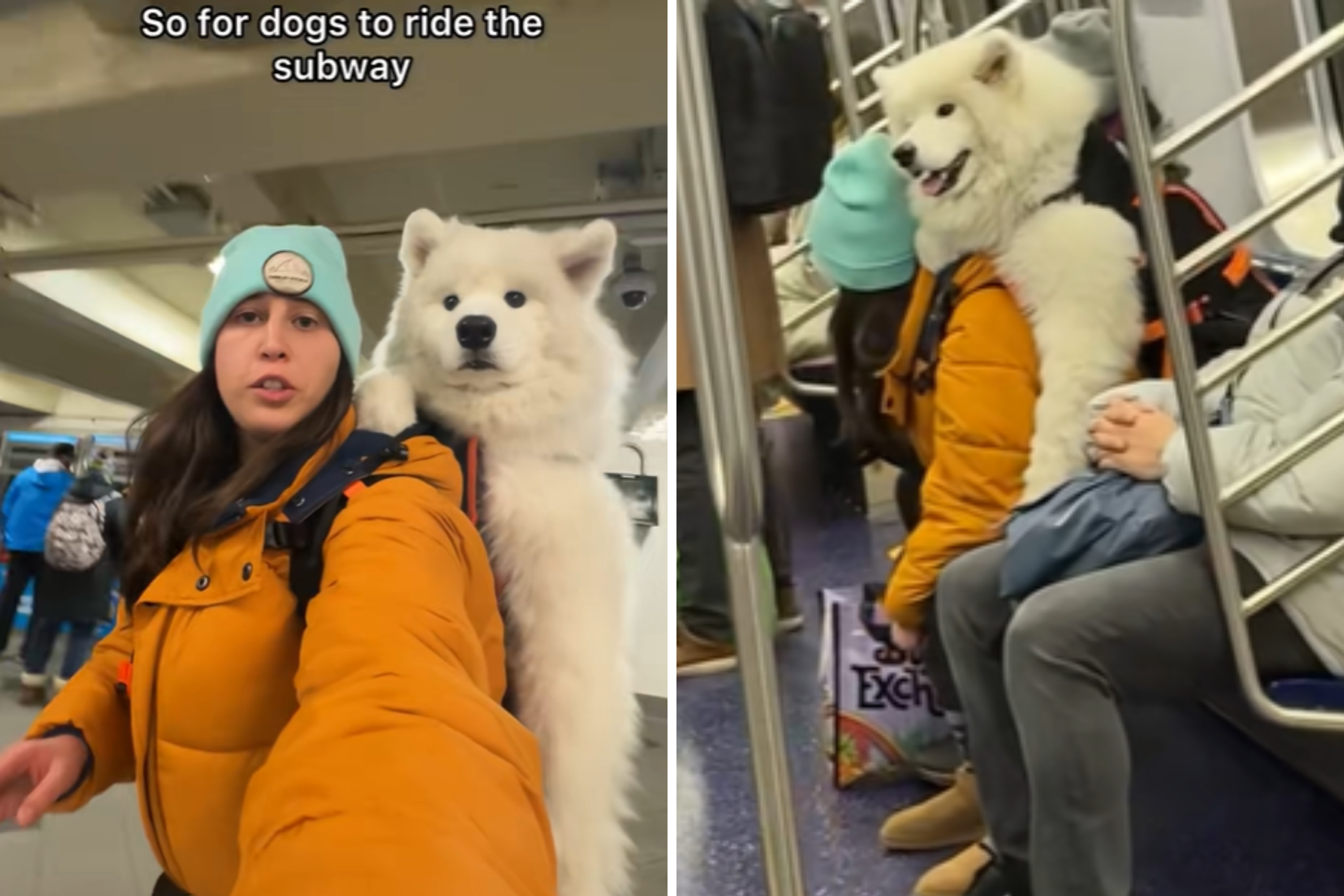 No One Prepared for How 50-Pound Dog Rides Subway: 'So Many Questions ...