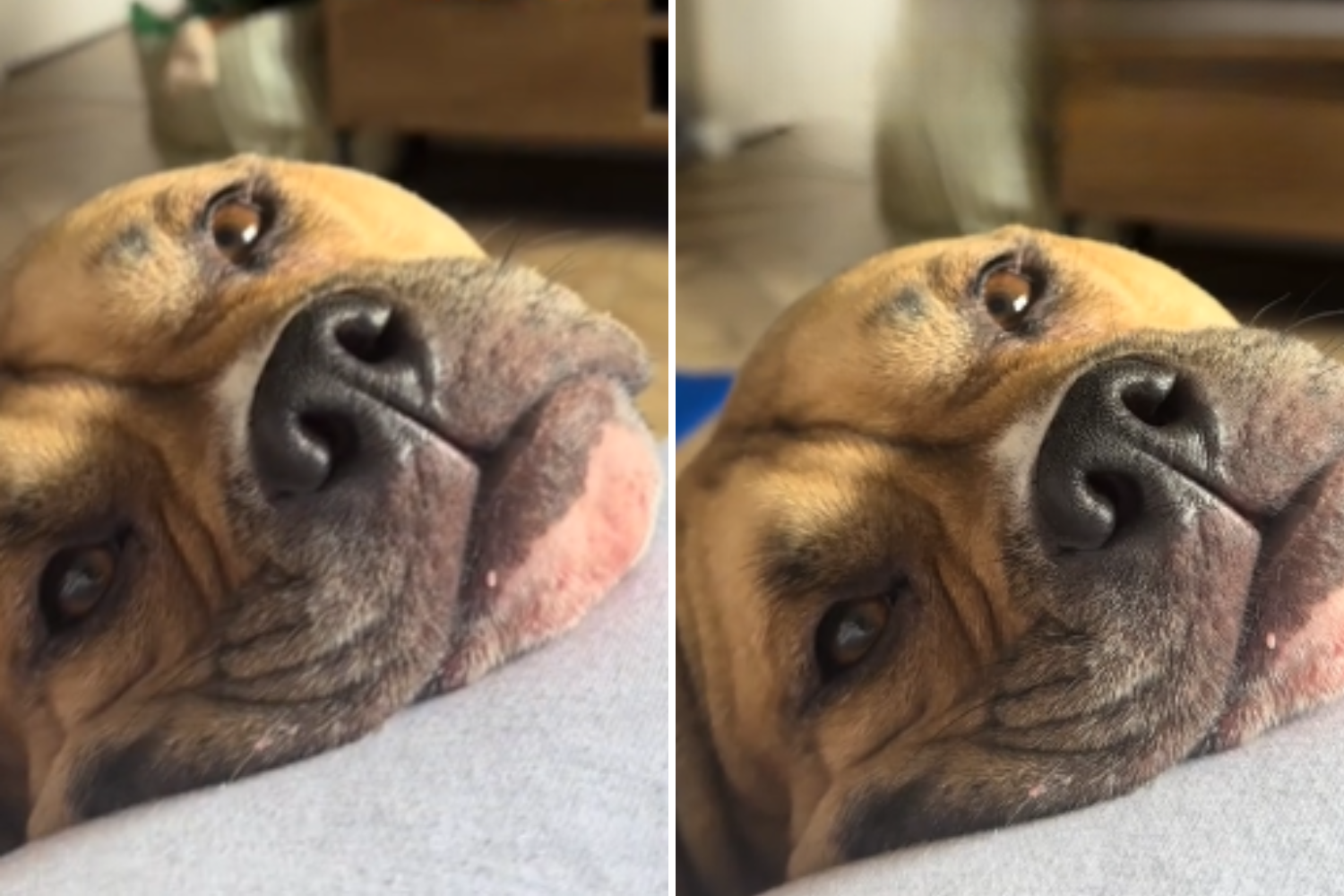 Owner Sits With Rescue Dog To Watch TV—Her Pet Only Has Eyes for One ...