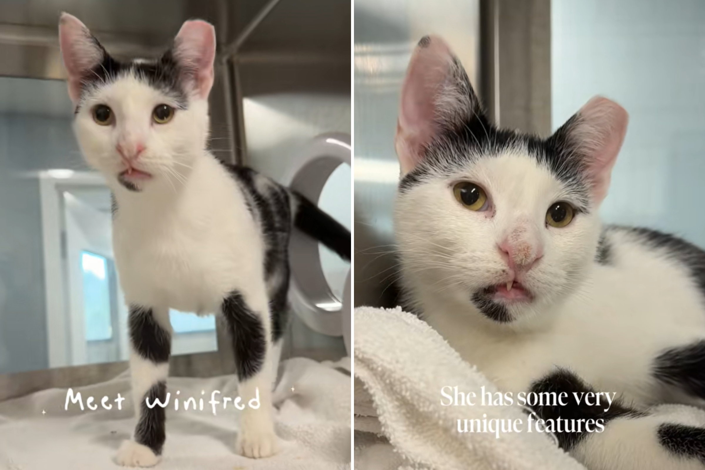 Shelter Cat Born With a 'Fluffy' Nose Finally Meets Her Family After ...