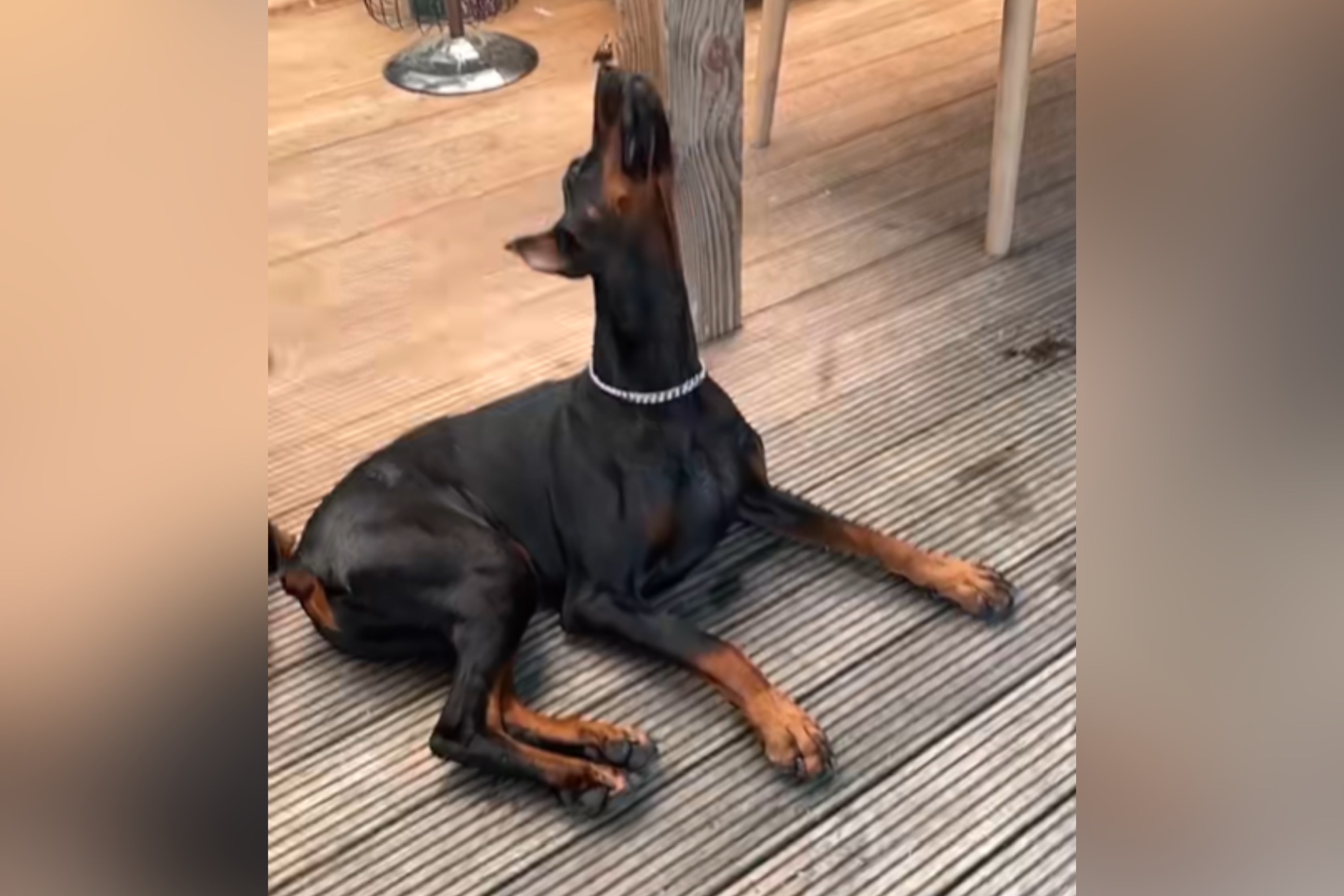 Doberman De Disney