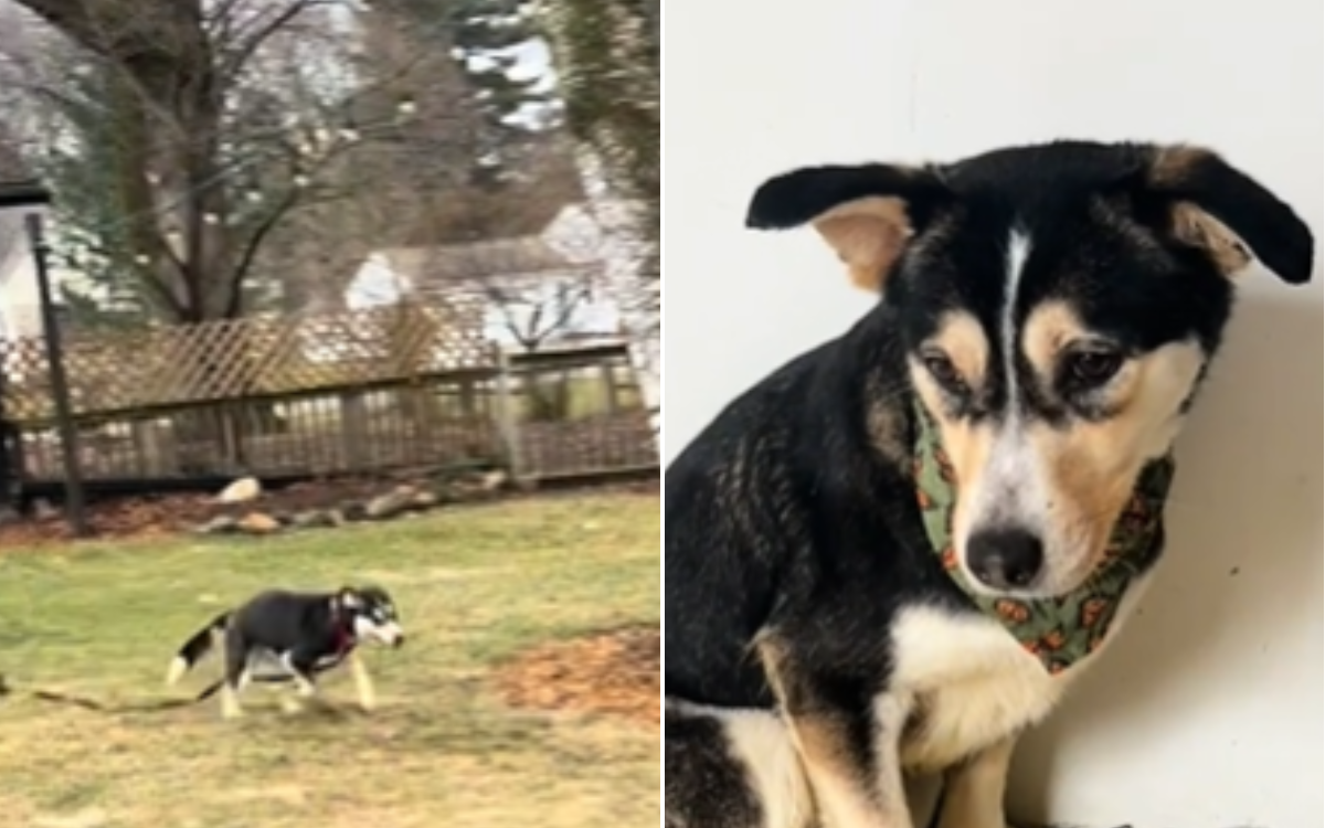 Shelter Dog Does Zoomies in New Family's Yard, Unaware Heartbreak To ...