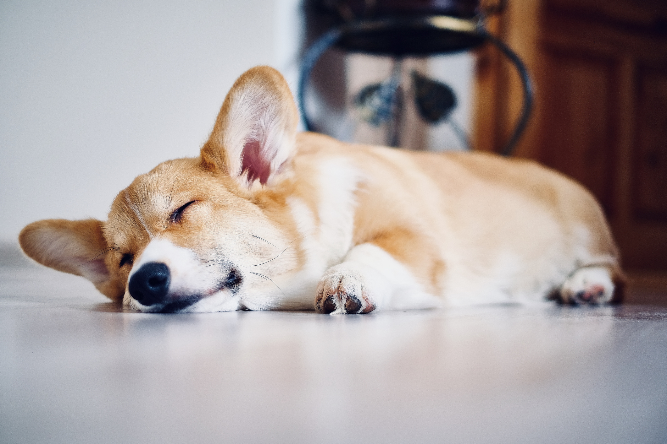 Corgi's Happy Nap After a Busy Day-Care Weekend Melts Hearts - Newsweek