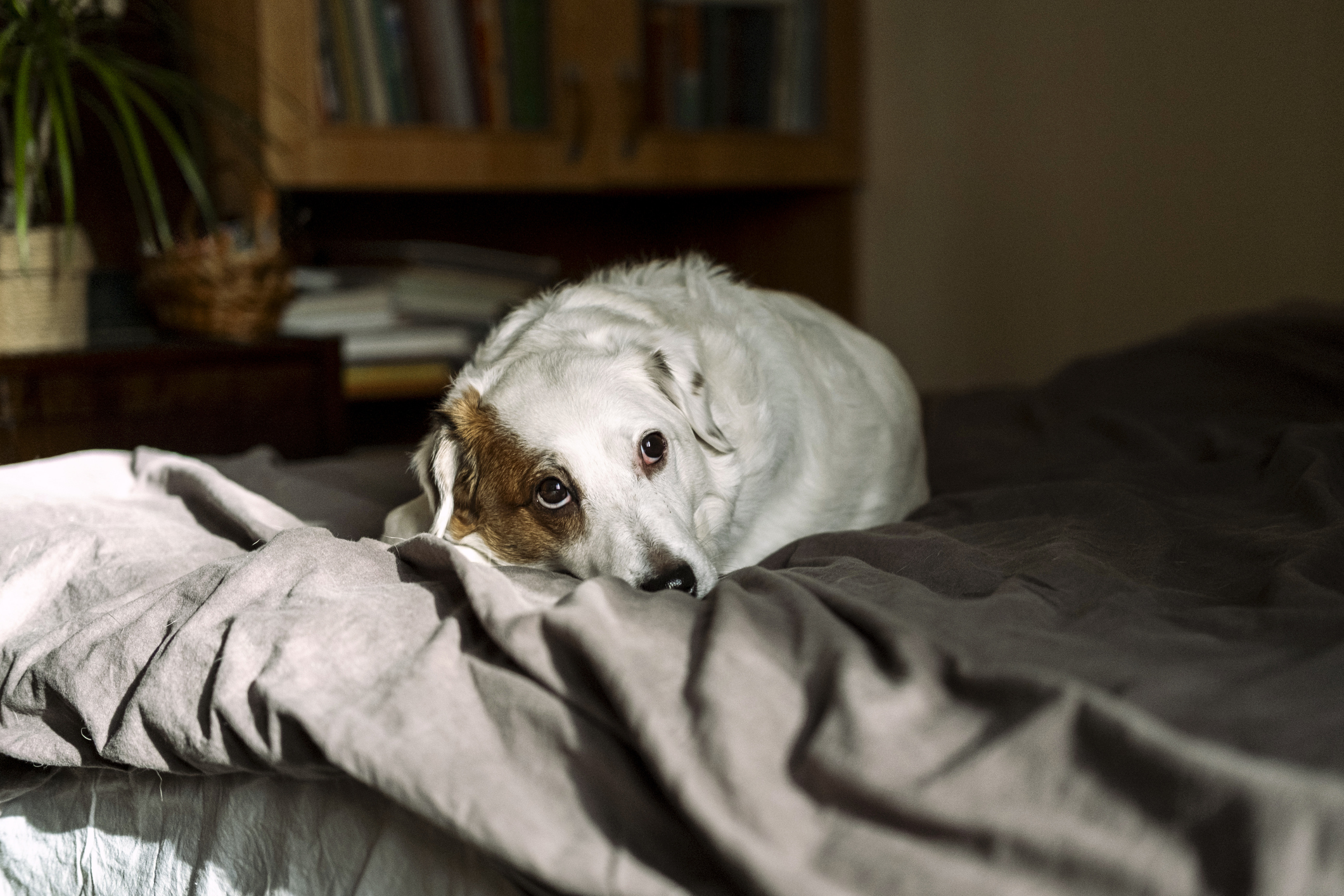 Heartbreaking Moment Dog Wakes Up, Tries To Find Owner—Then Has ...