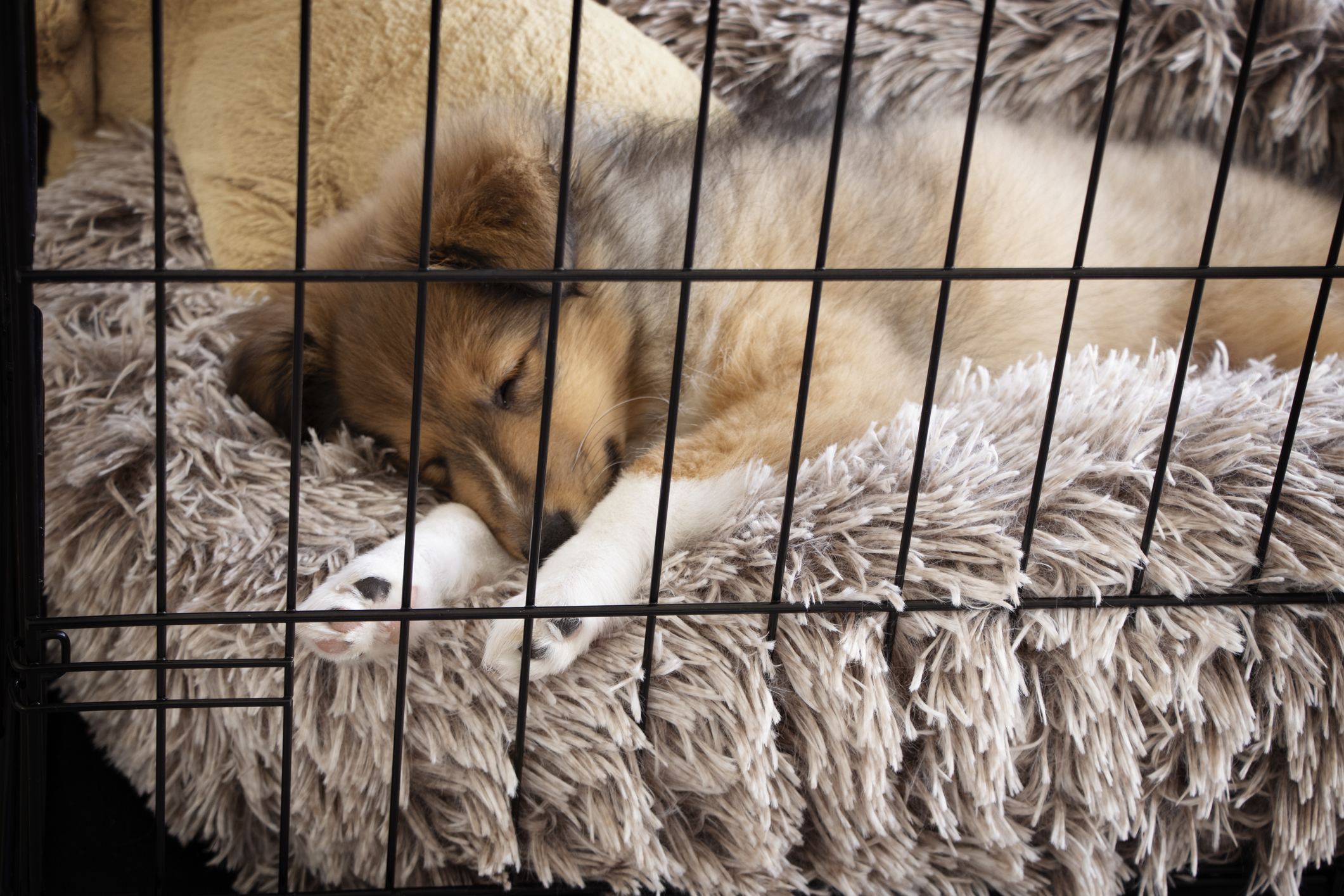 Owner Walks Downstairs To Wake Up Puppy, Her View Melts Hearts - Newsweek