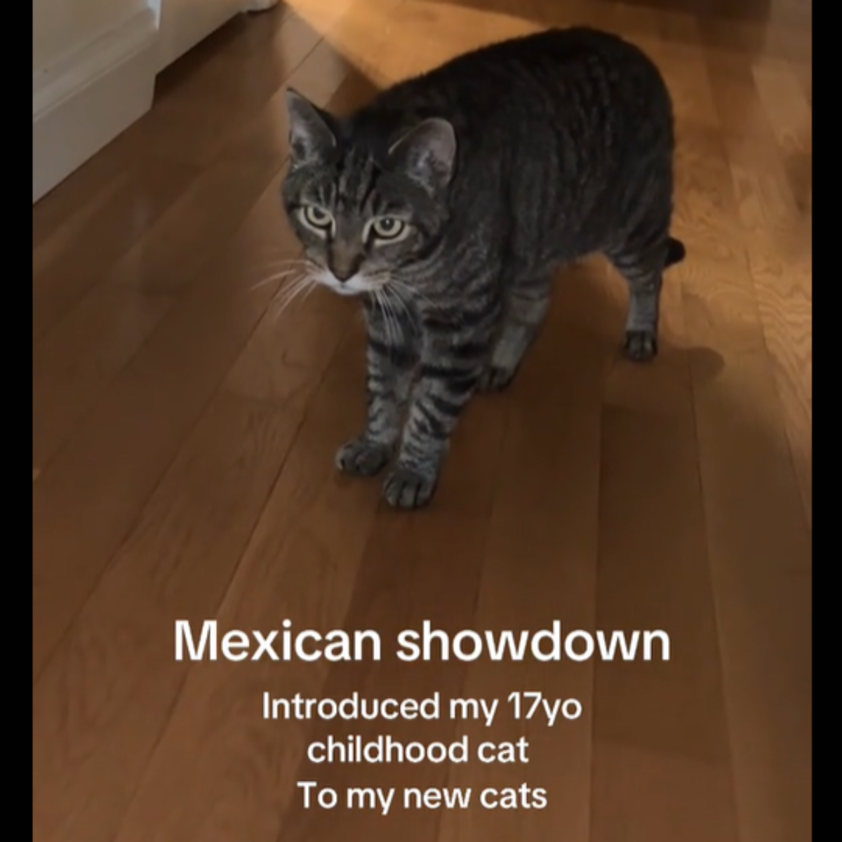 Cats' Tense Showdown After Meeting Owner's Childhood Cat Goes Viral ...