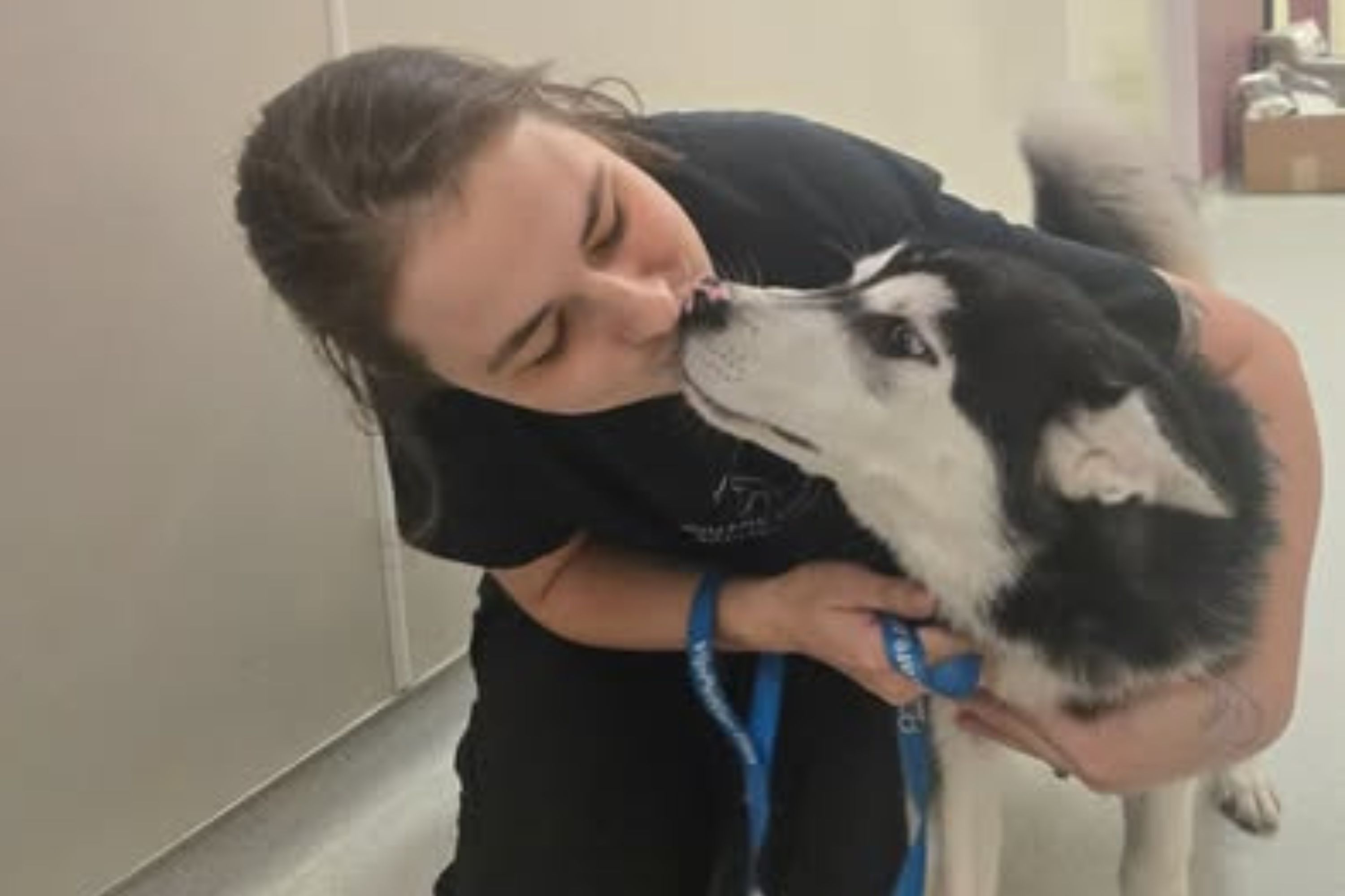 Huskies Left Behind After Owners Moved Out Now Seek a Forever Home ...