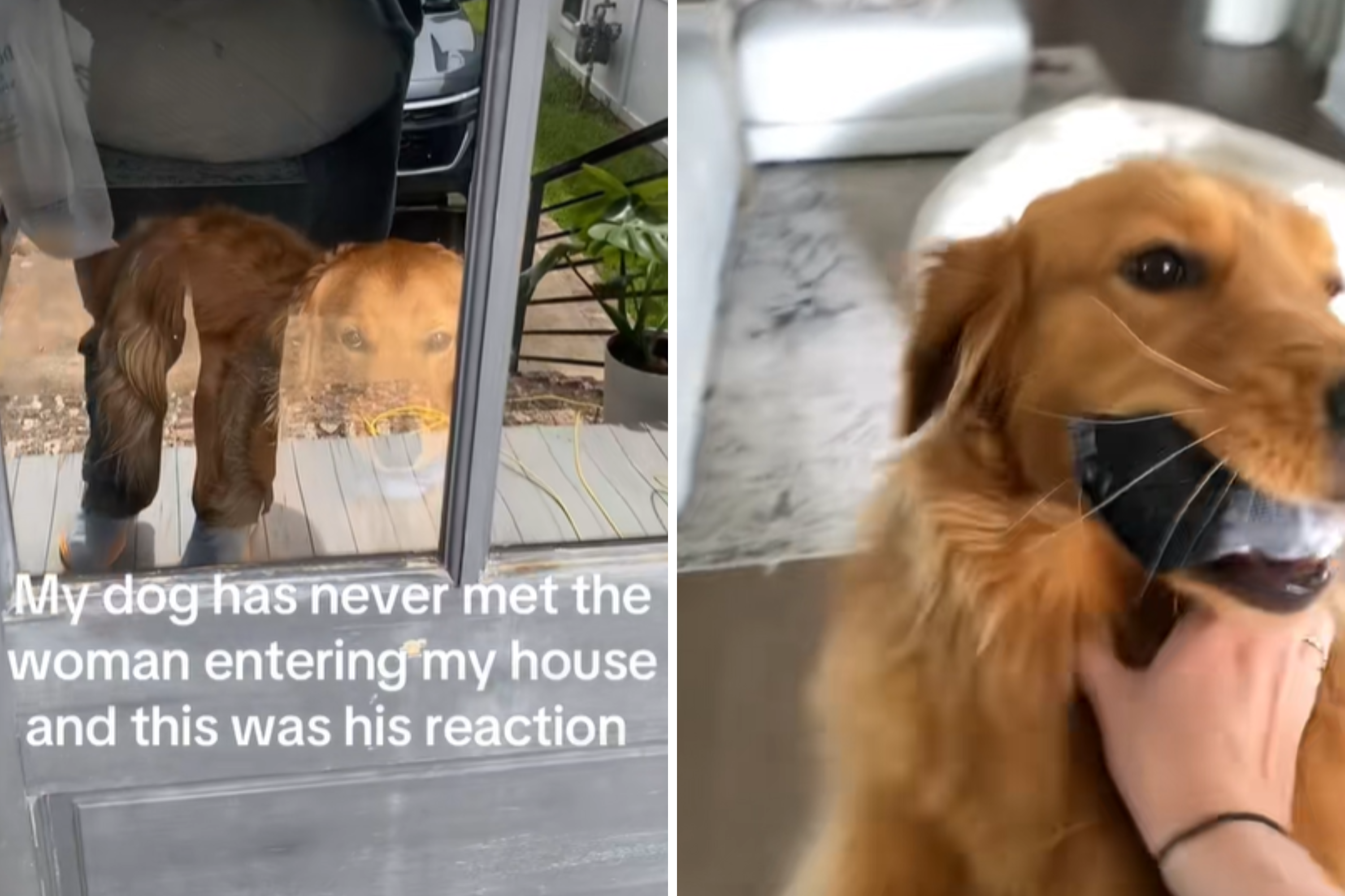 Golden Retriever Faces 'Stranger Danger'—Hysterics at How It All Ends ...