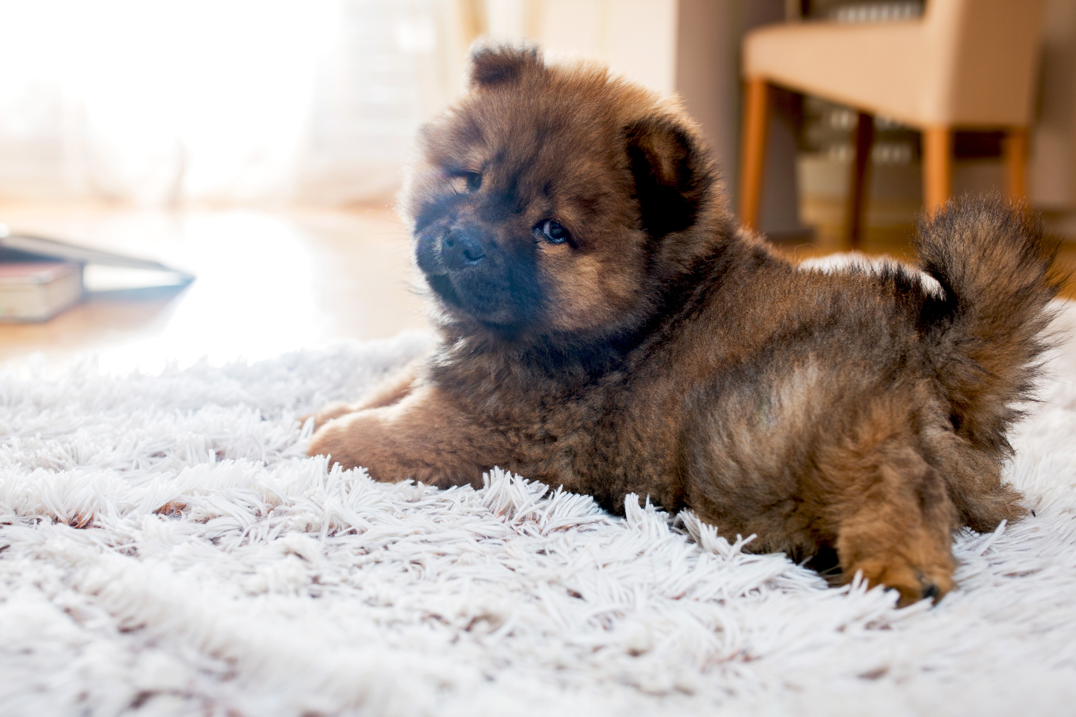 Chow Chow Gets Puppy Sibling, Their Special Bond Melts Hearts - Newsweek
