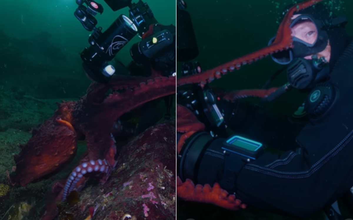 Diver Captures Incredibly Rare Moment 12-Foot Octopus Comes Straight at ...