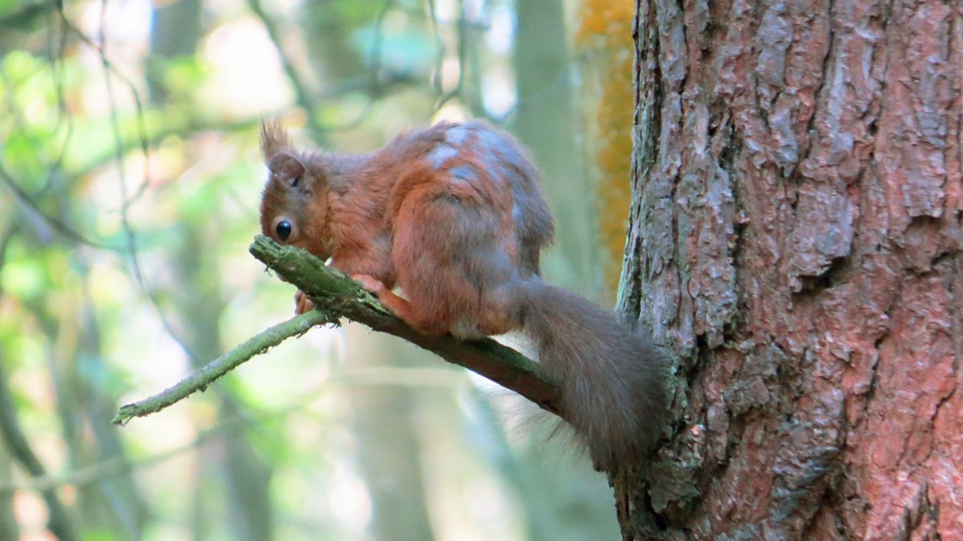 'Nightmare' Squirrels Spotted in US Backyards Spark Concern - Newsweek