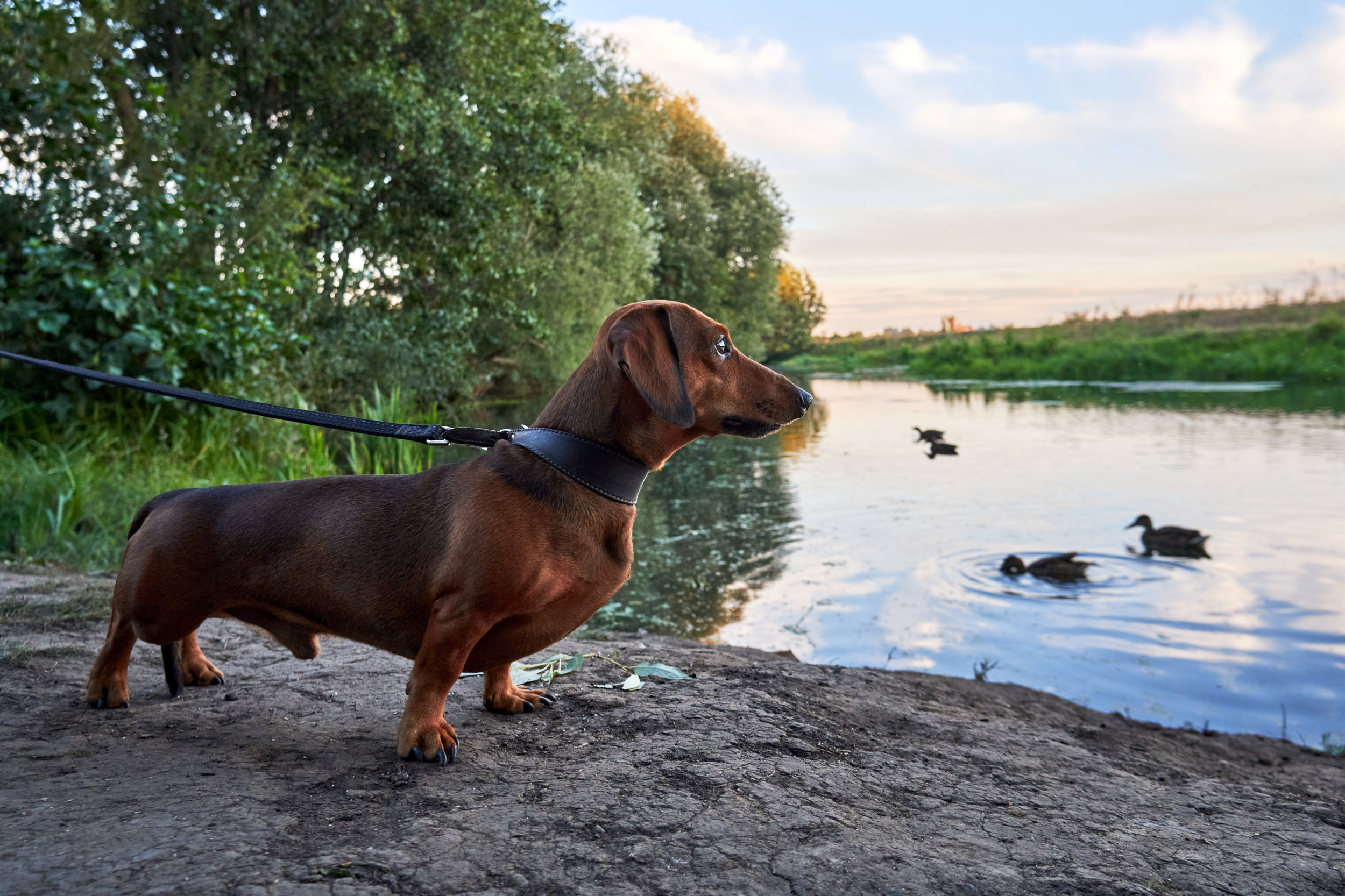 Hysterics as Ducks Appear to Have Chosen Dachshund as 'Supreme Leader ...