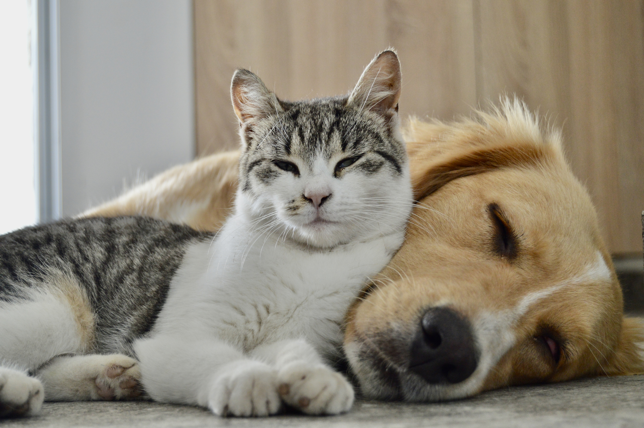 Border Collie Learns One Specific Thing From Cat Sibling, Viewers ...