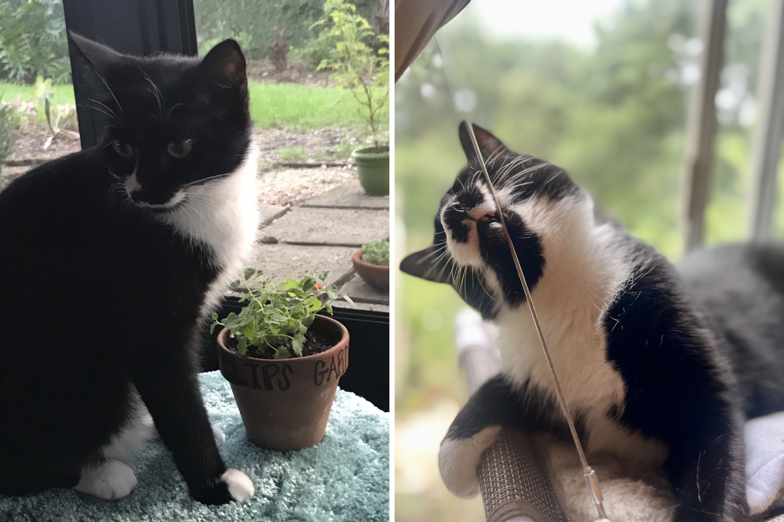 Cat Revealing a Big Secret From Family on Cold Night Wins Pet of the ...