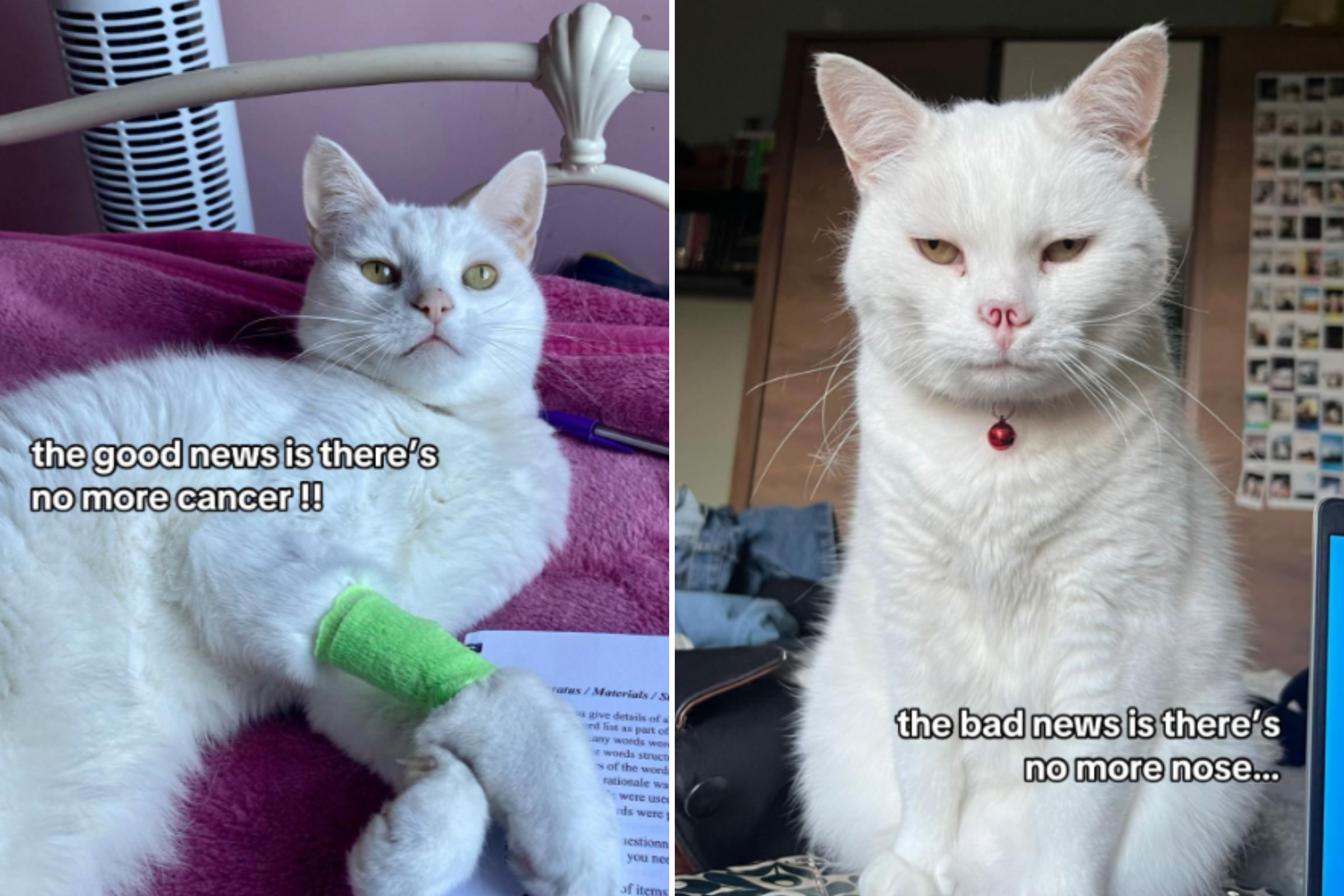Internet can't cope with 'little Voldemort' cat who lost his nose to ...