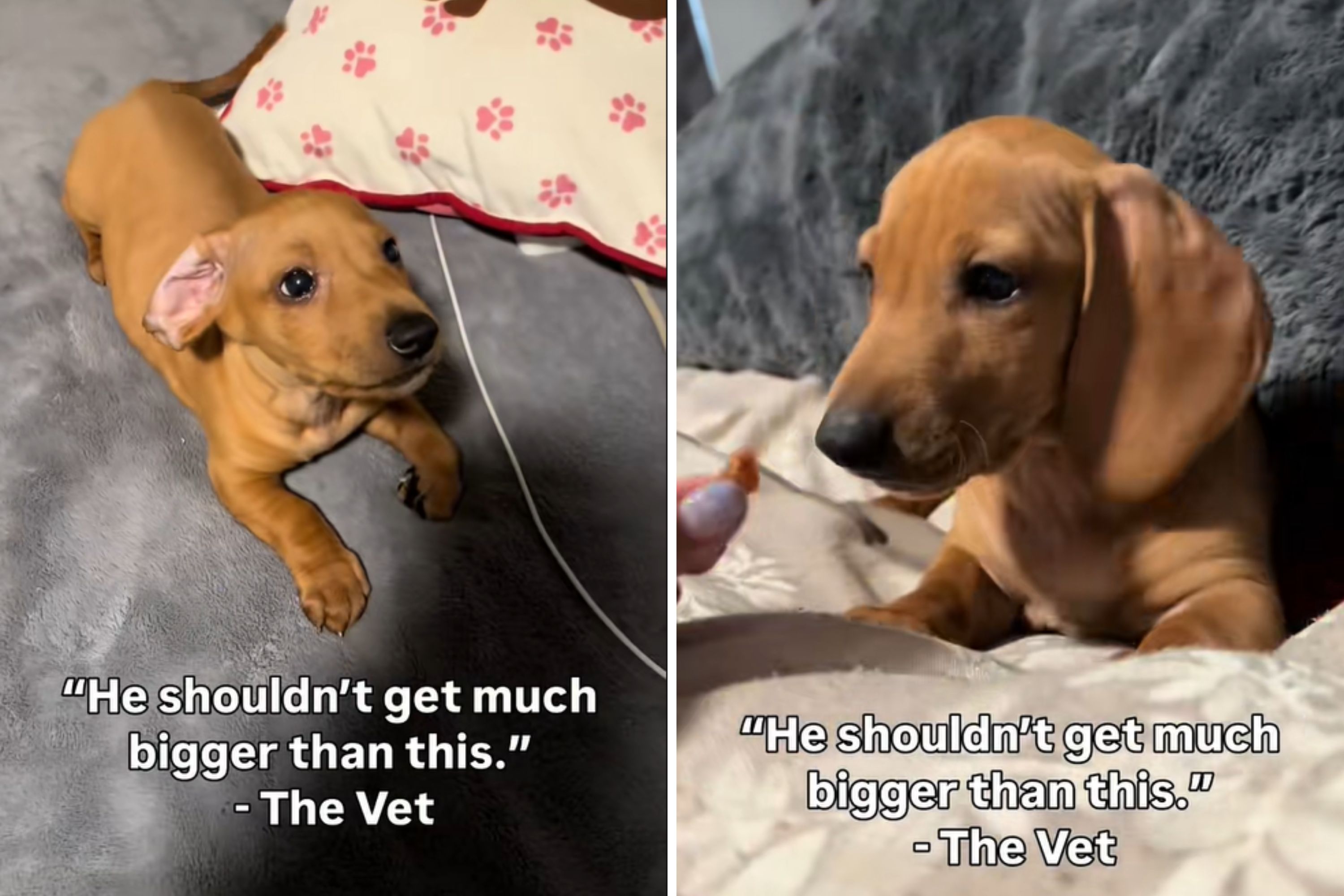 Vet Says Dachshund Won't Get 'Much Bigger'—Owner Can't Believe How He Grows ...Middle East