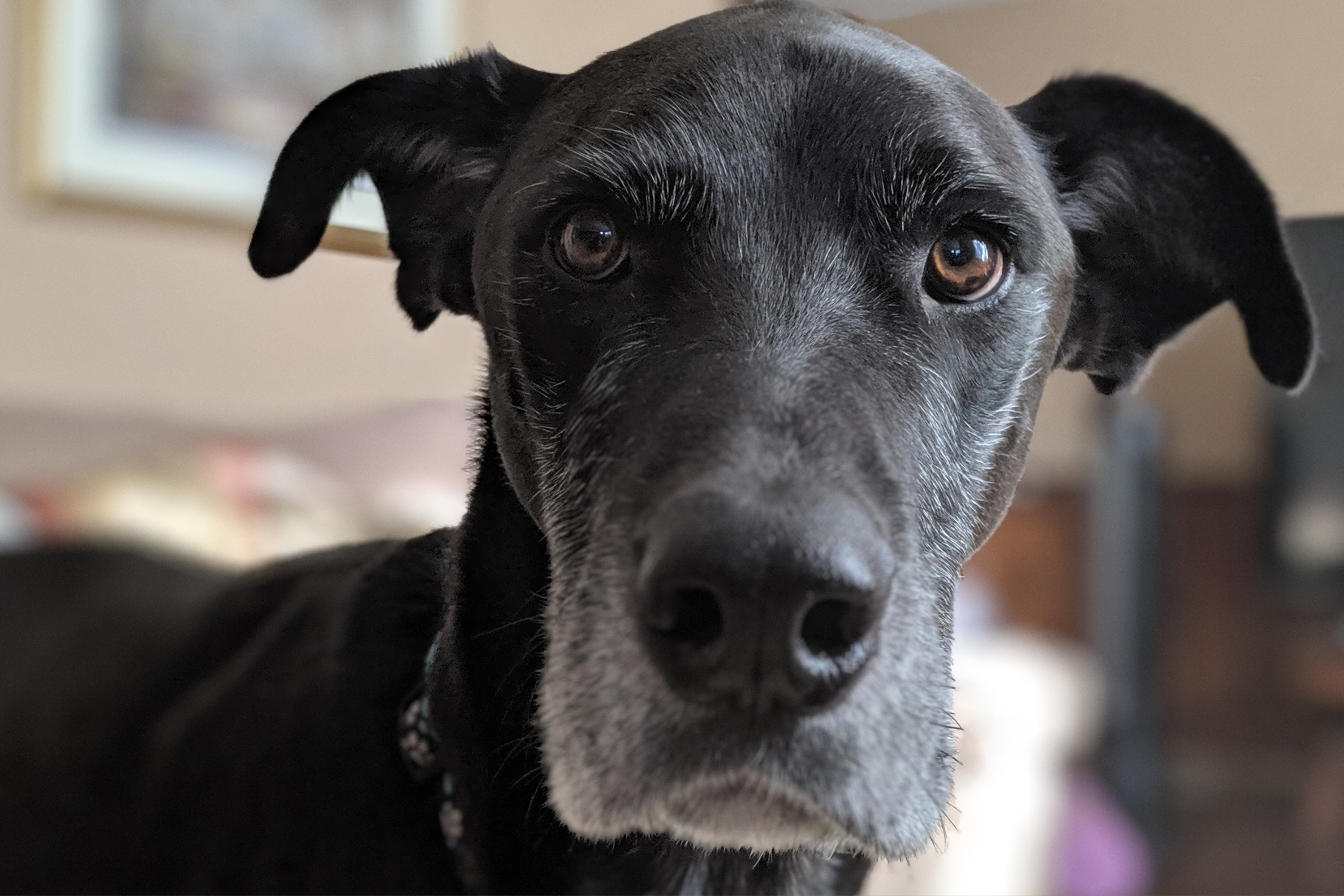 Great Dane's reaction to owner taking a bath leaves internet in ...