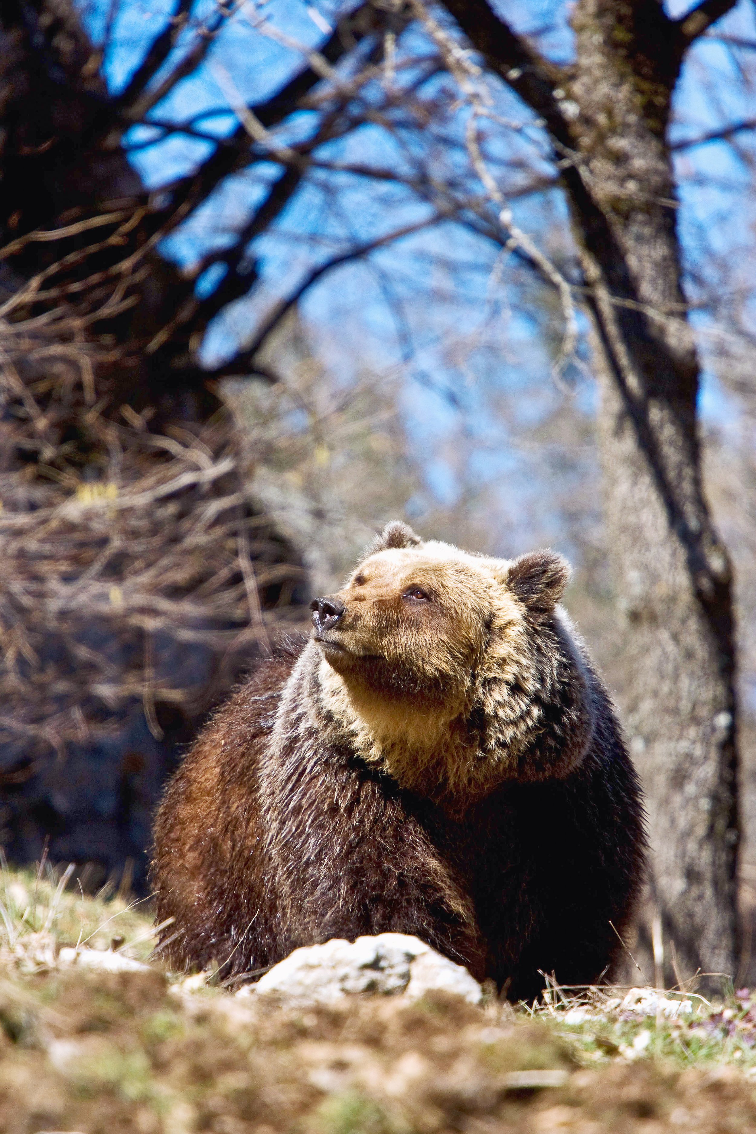Marsican Brown Bear