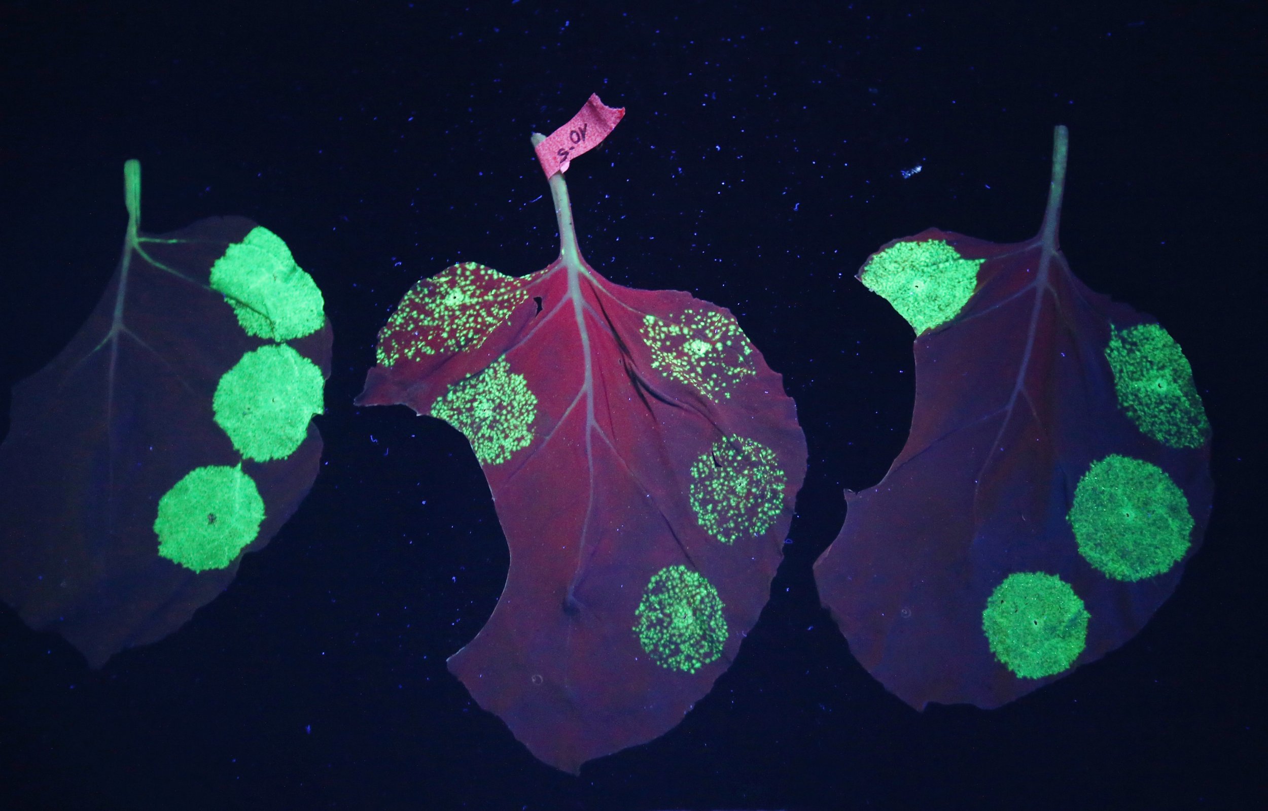 Plantibodies Could Pave the Road to Wellness - Newsweek