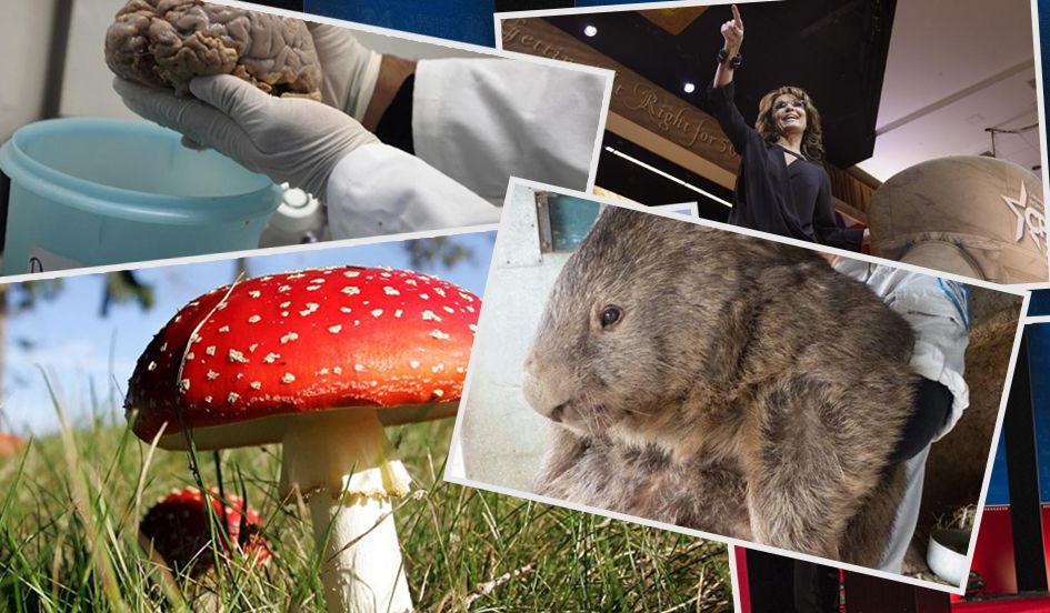 The Year in Weird Stories - Newsweek