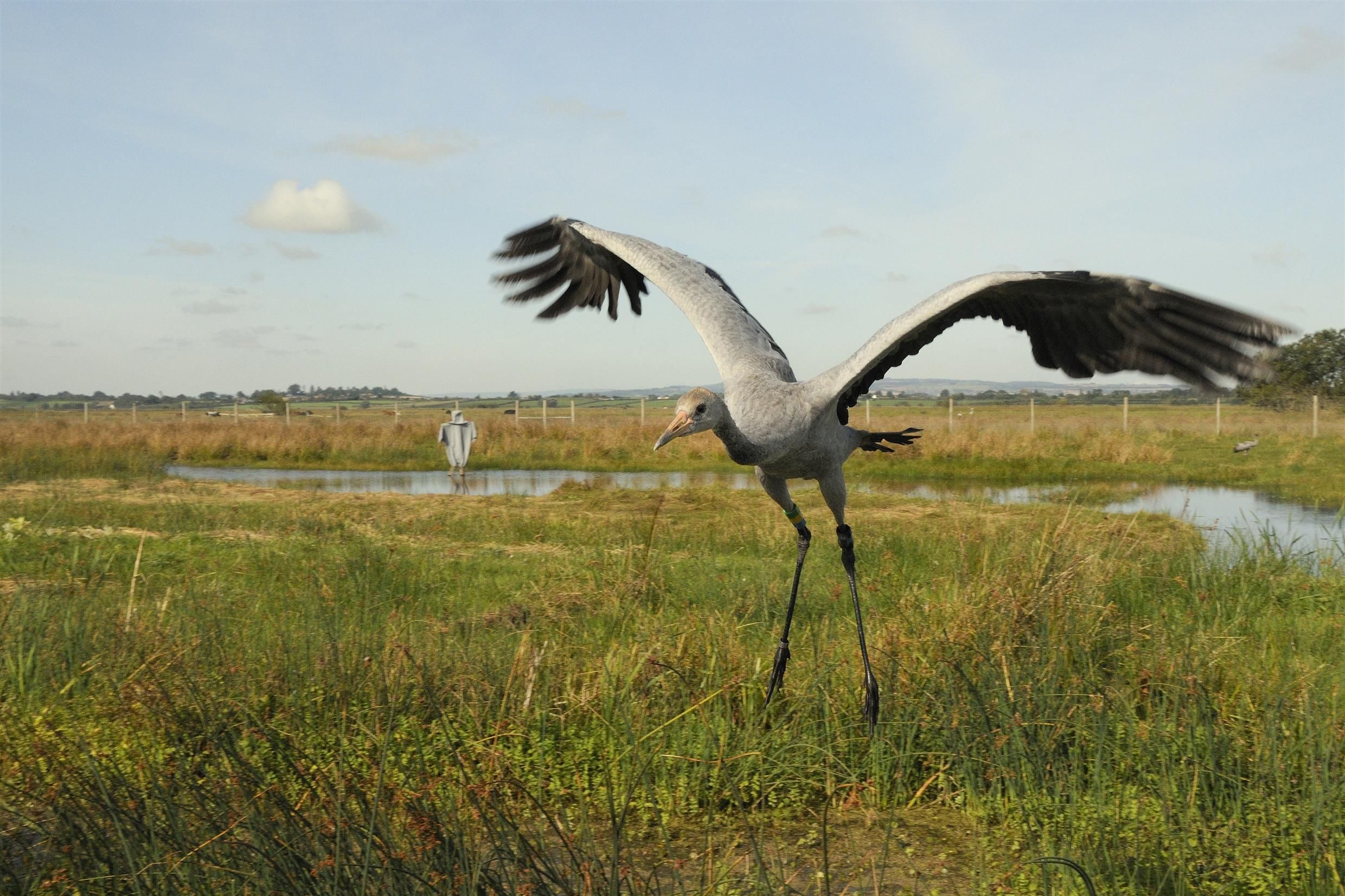 Britain's Cranes Are Back From the Brink - Newsweek