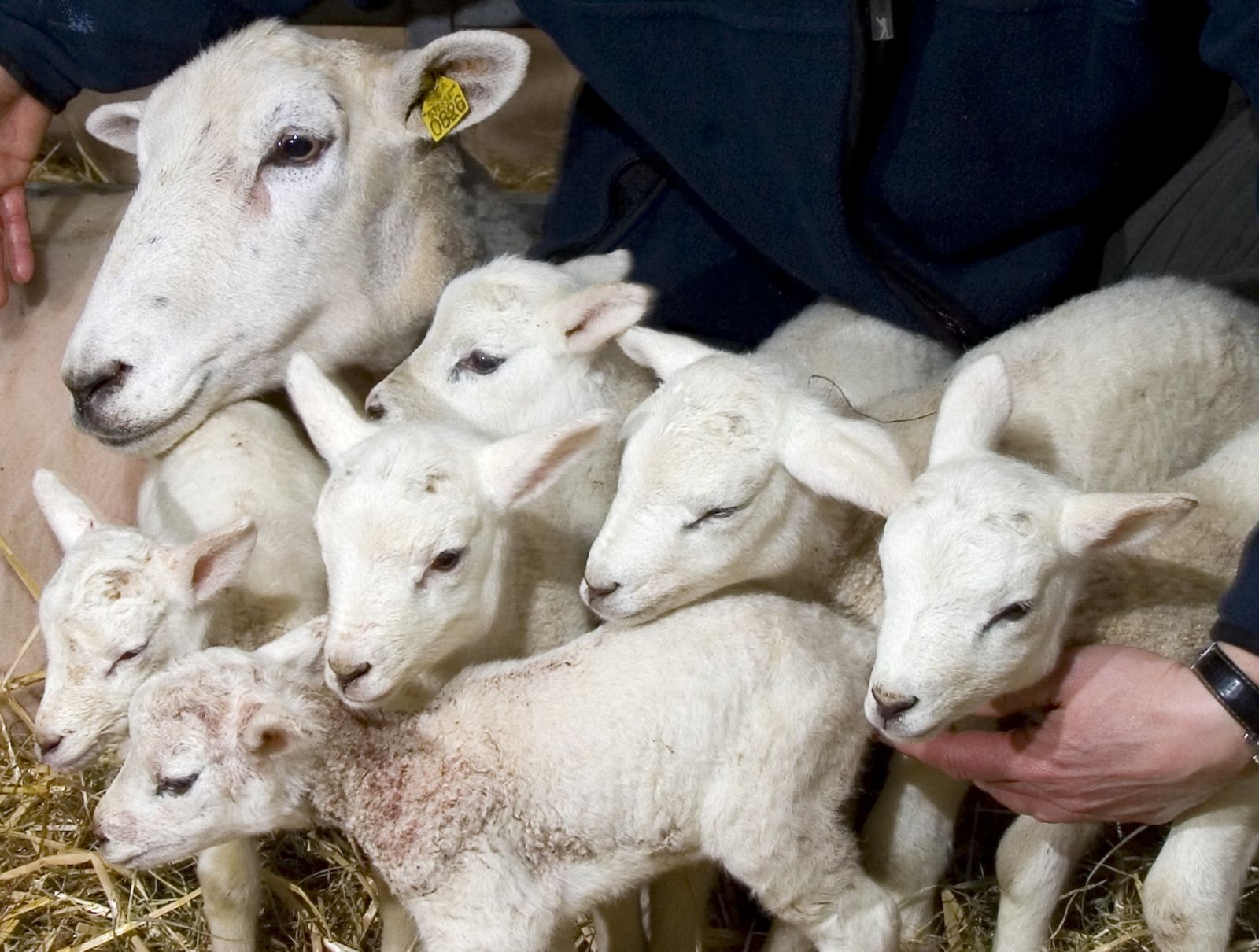 Genetically Modified 'Jellyfish Lamb' May Have Been Sold as Meat in ...