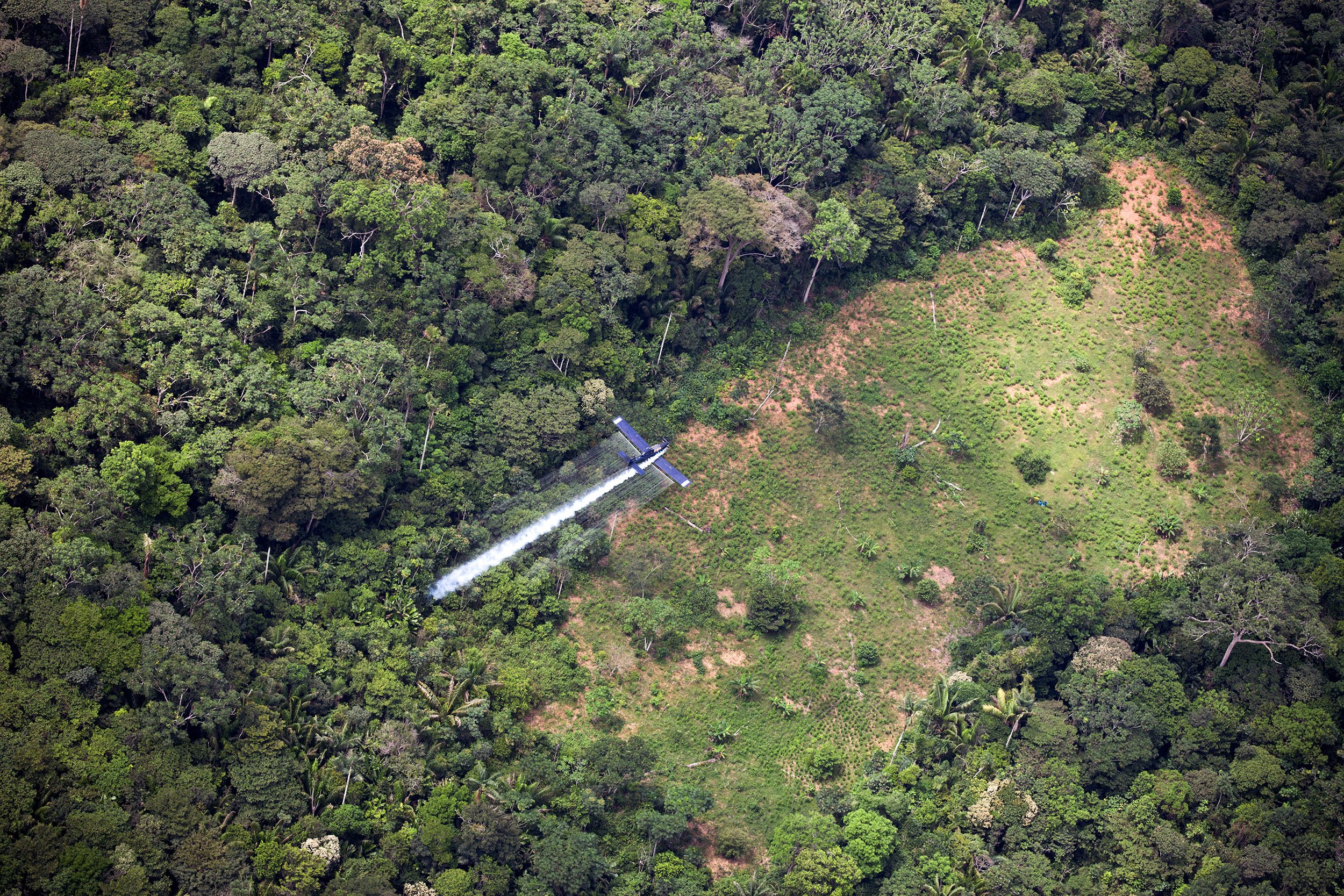 Colombia to End Coca Farm Glyphosate Sprayings - Newsweek