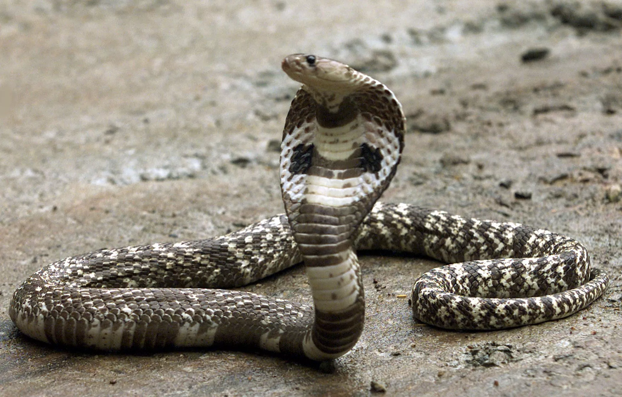 Snake White King Cobra