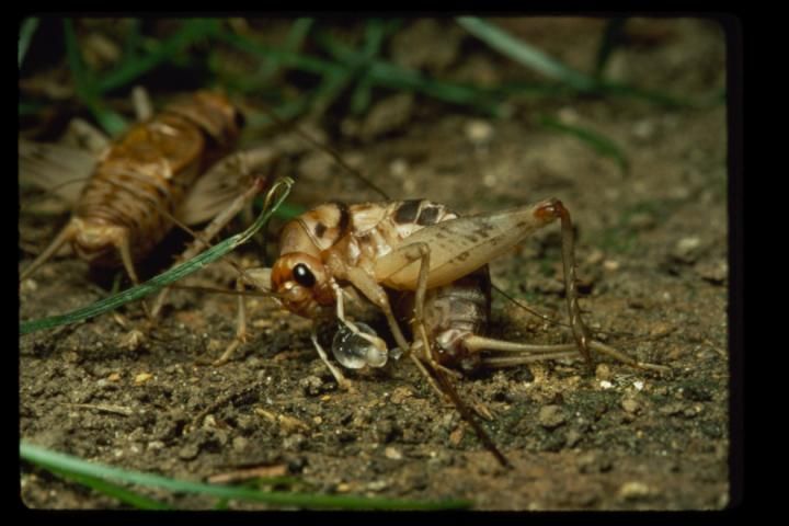 Cricket Love Gifts May Alter Behavior of Females - Newsweek