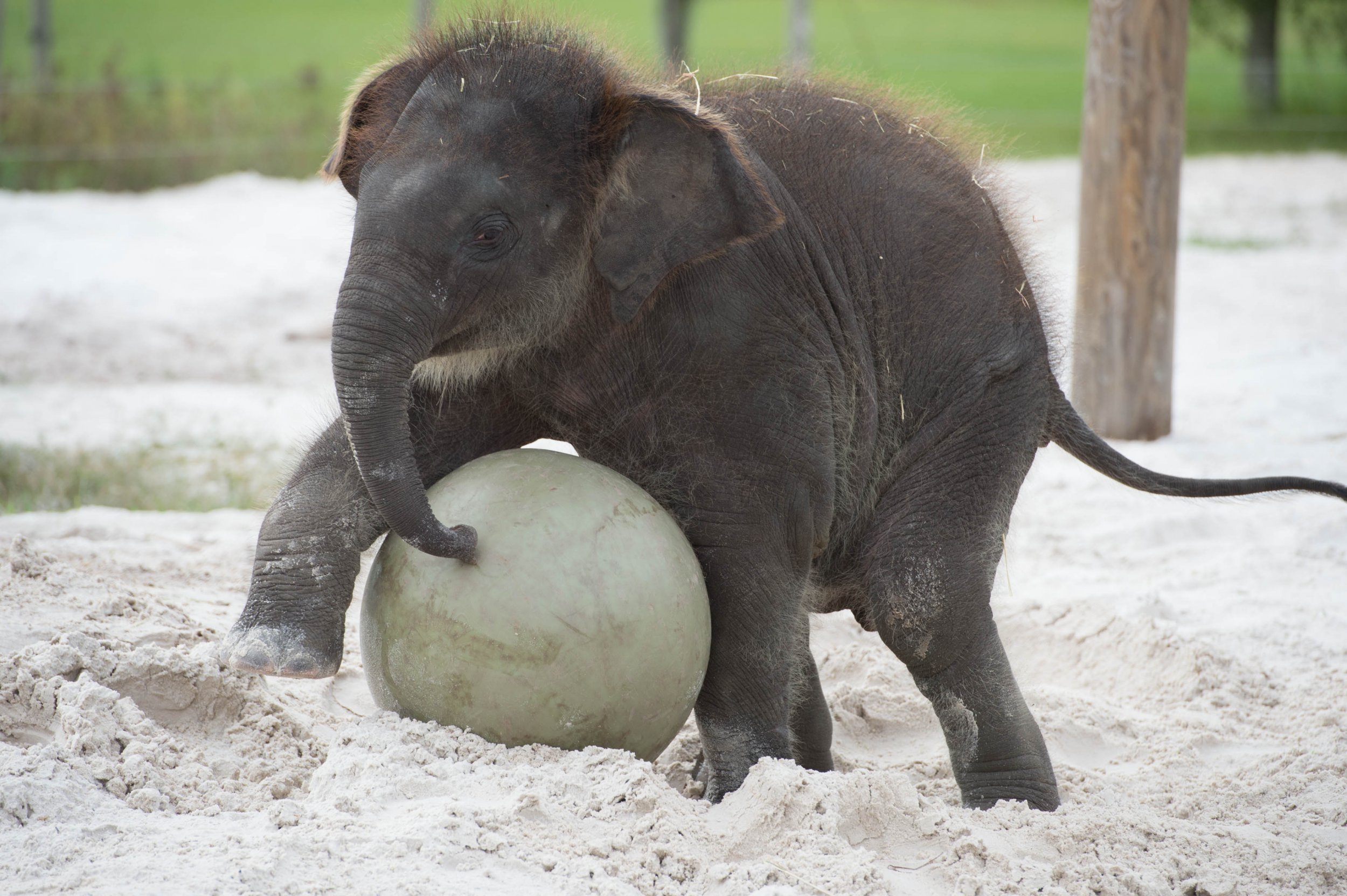 Where Ringling Brothers Elephants Go To Retire - Newsweek