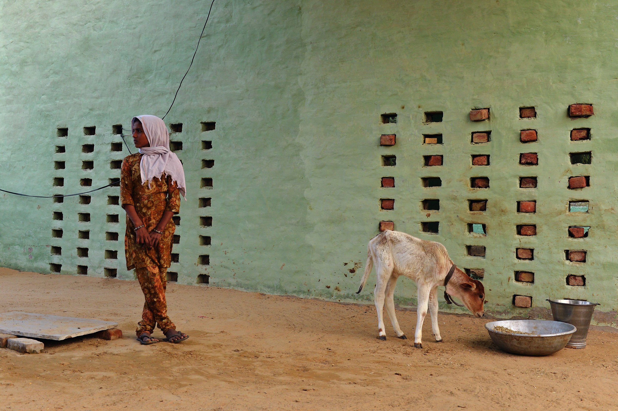 India's Holy Cow Vigilantes - Newsweek